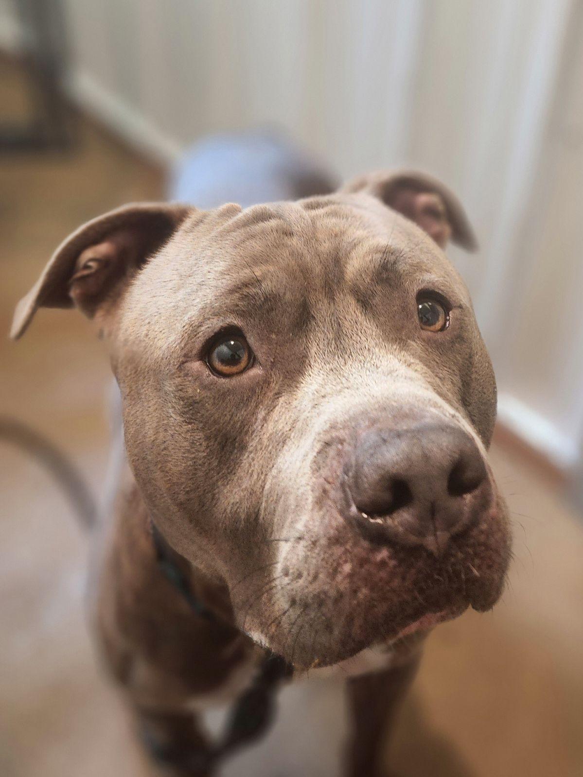 Dog for adoption - Georgie, an American Bulldog Mix in Mission, KS ...