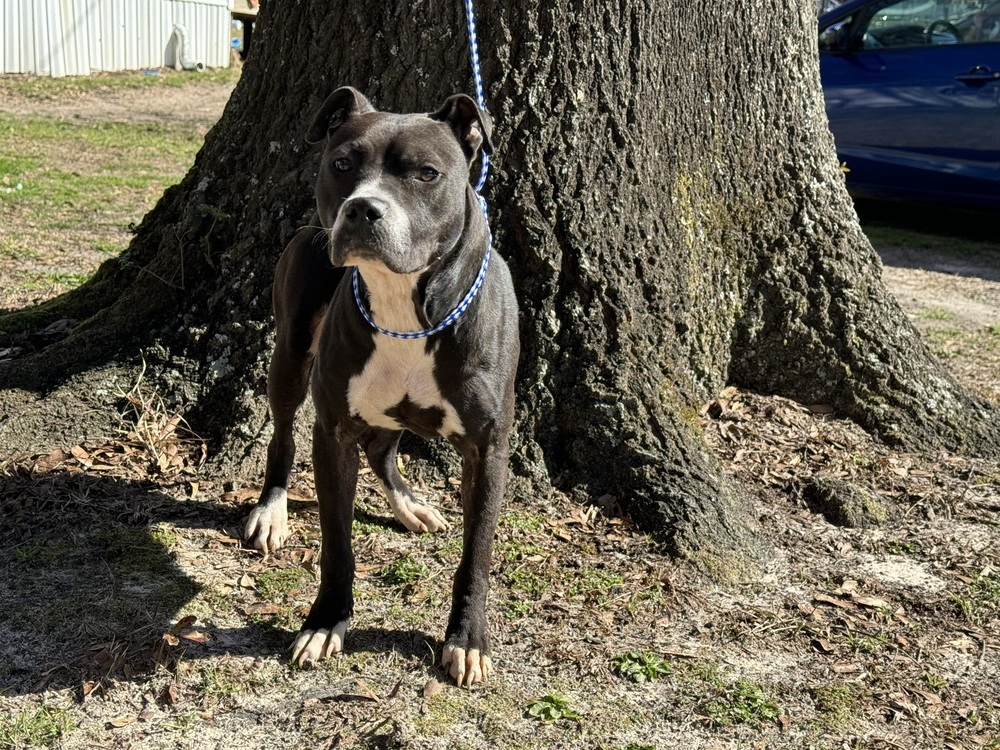 Troy Animal Rescue Project | Placing pets in loving, responsible ...