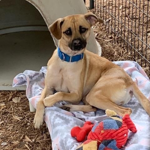 Dog for adoption - Adele, a Puggle & Terrier Mix in Fair Oaks Ranch, TX ...