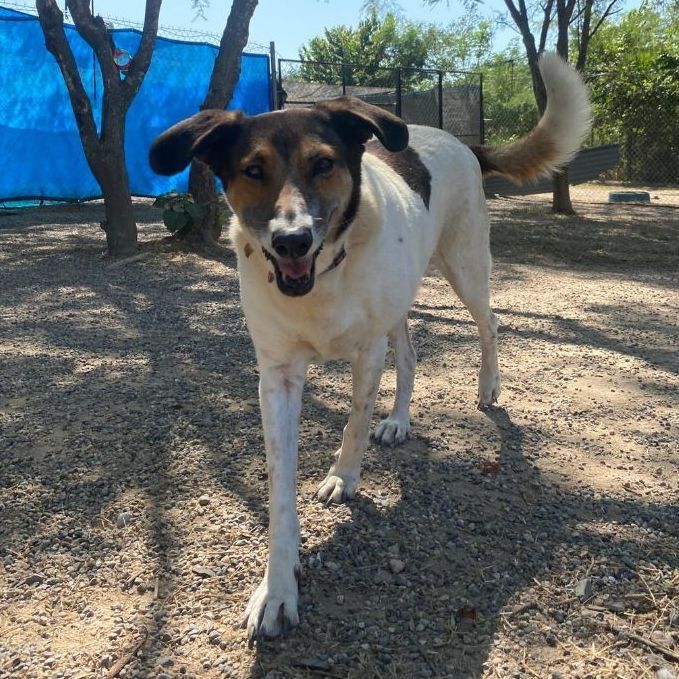 Dog for adoption - Regina, a Mixed Breed in South San Francisco, CA ...