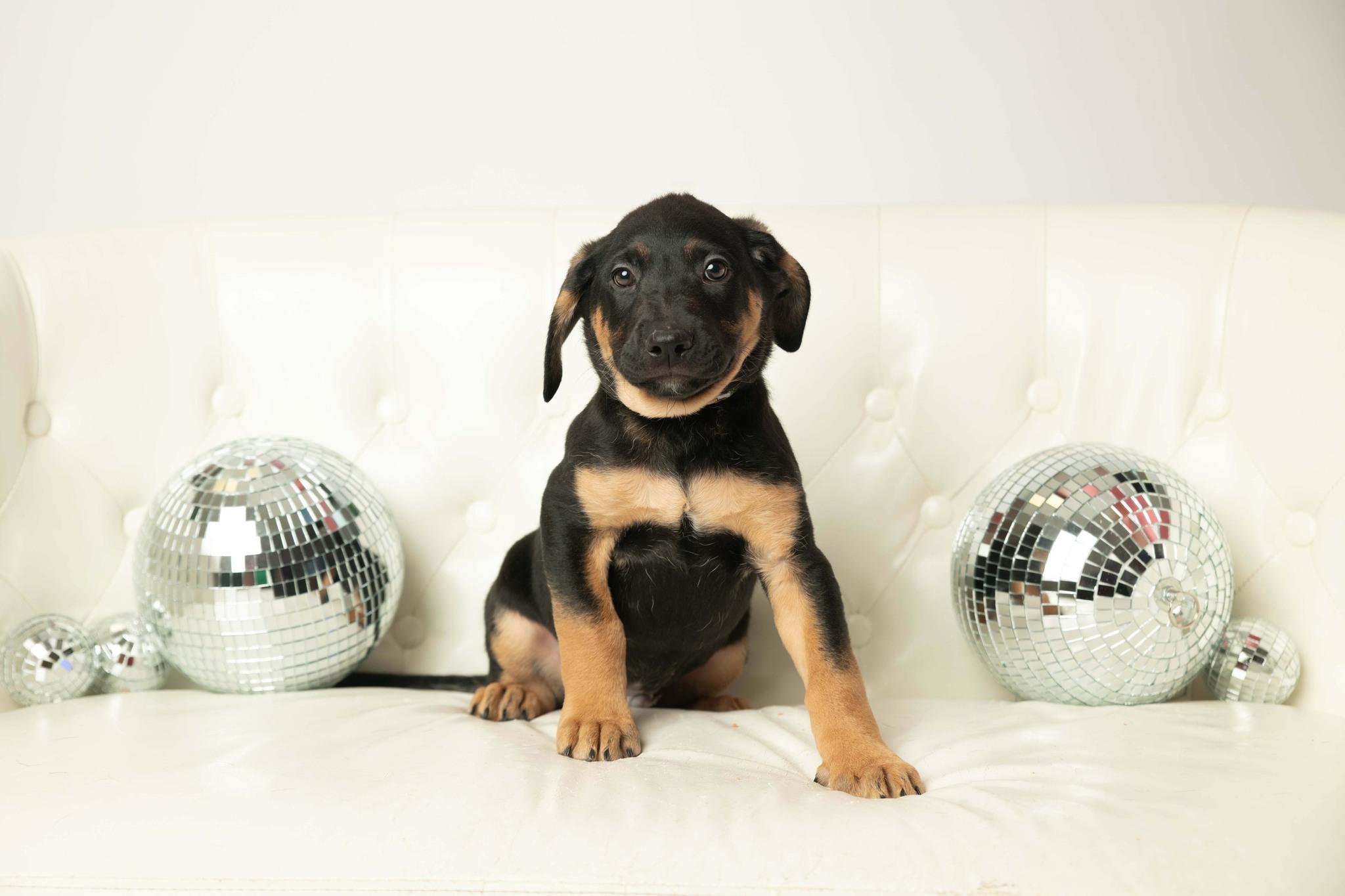 Dog for adoption - Dante - Pre Approval, a Labrador Retriever & Boxer ...