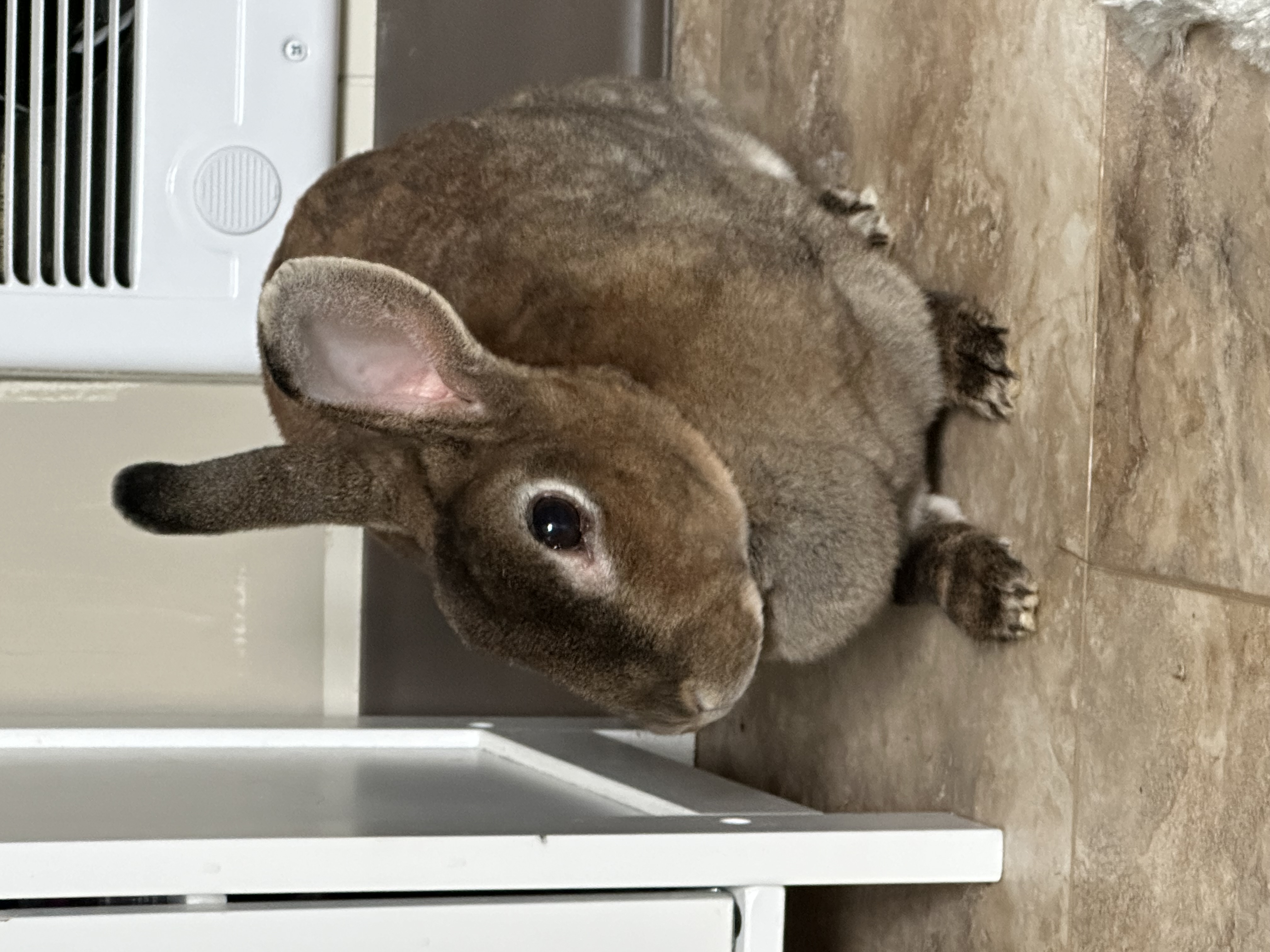 Rabbit for adoption - Bubbles (COURTESY LISTING), a Rex Mix in ...