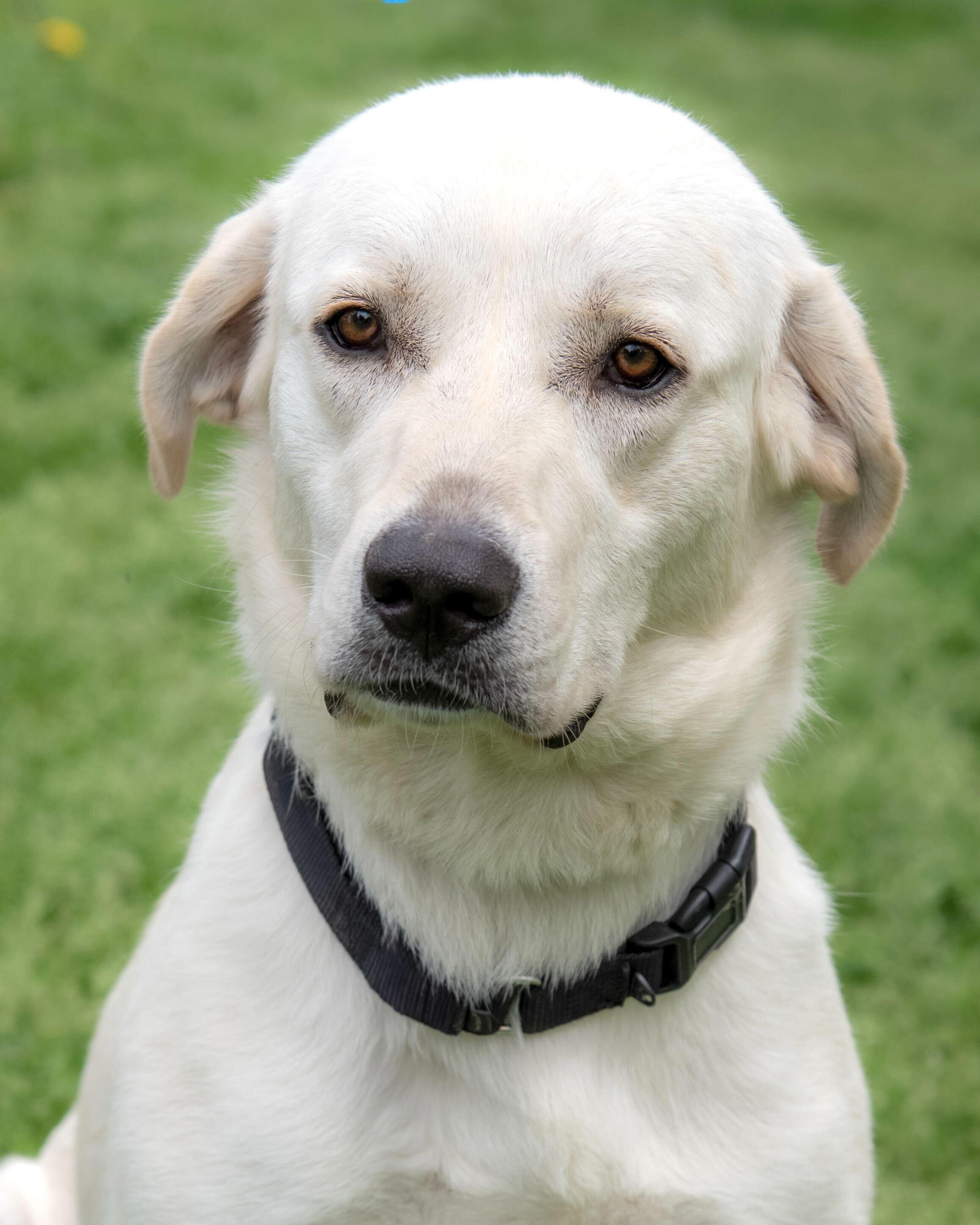 Dog for adoption - Ruby, a Great Pyrenees & Labrador Retriever Mix in Wytheville, VA | Petfinder