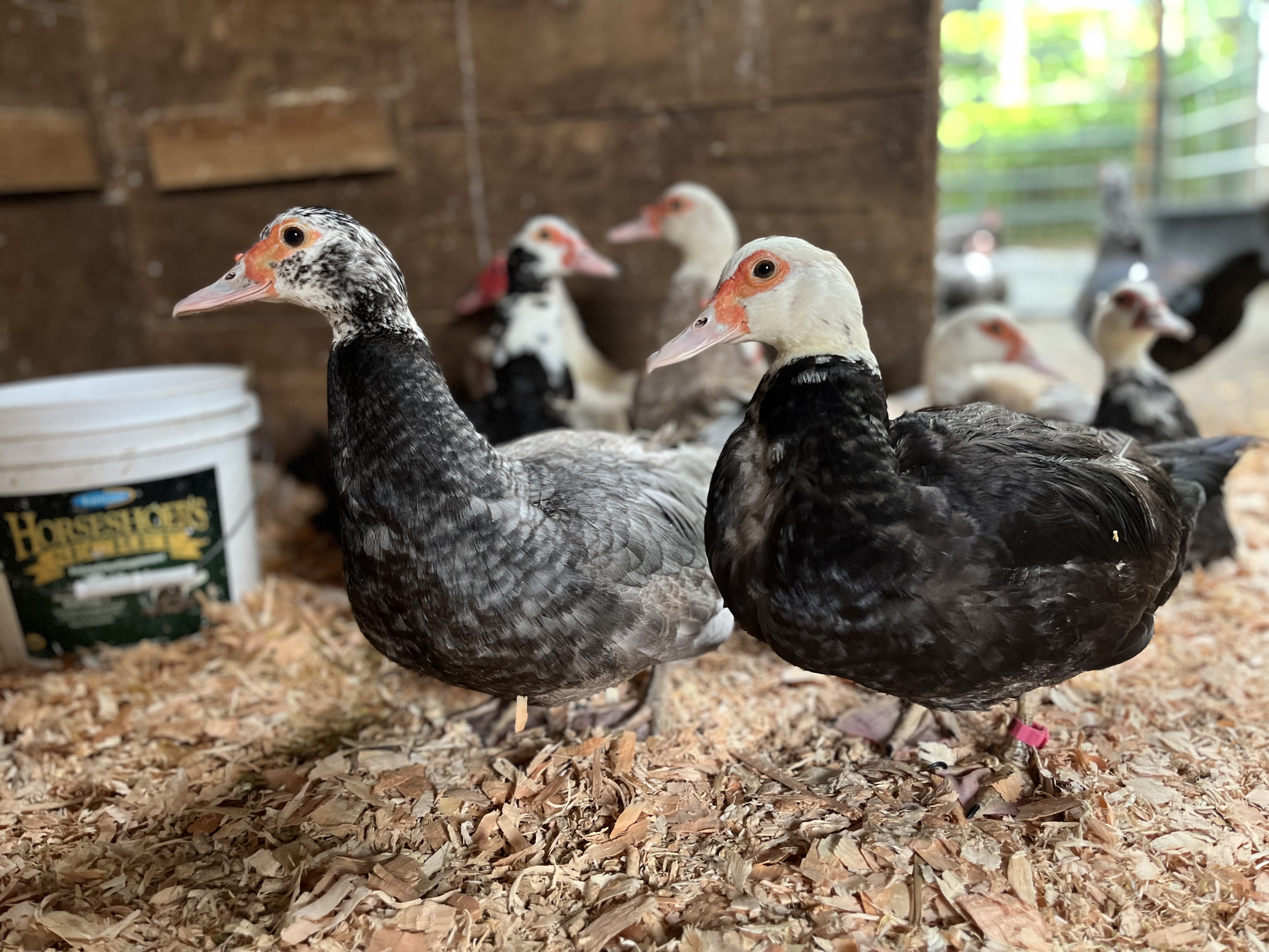 Duck for adoption - Ducks, a Duck in Quilcene, WA | Petfinder