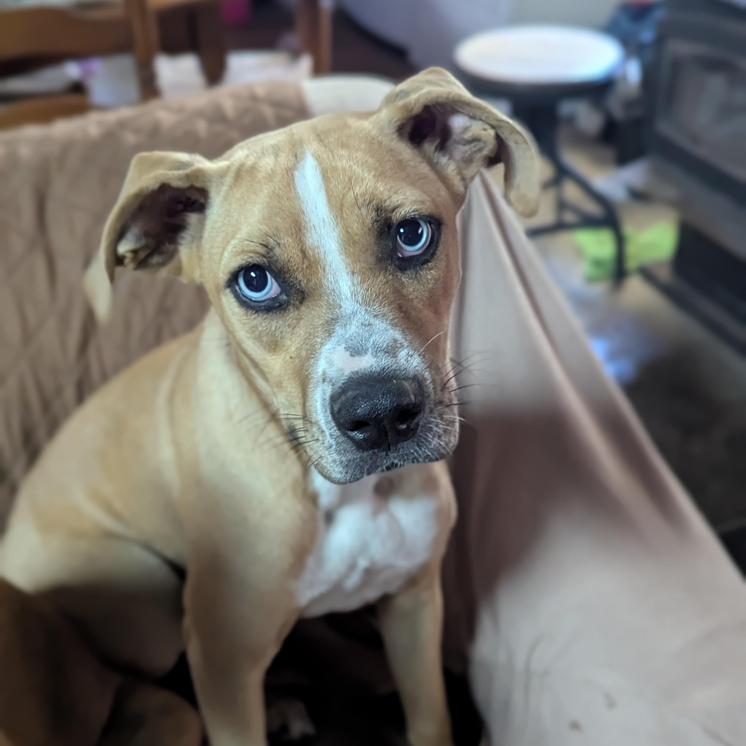 Dog for adoption - Lucy, a Catahoula Leopard Dog & Boxer Mix in ...