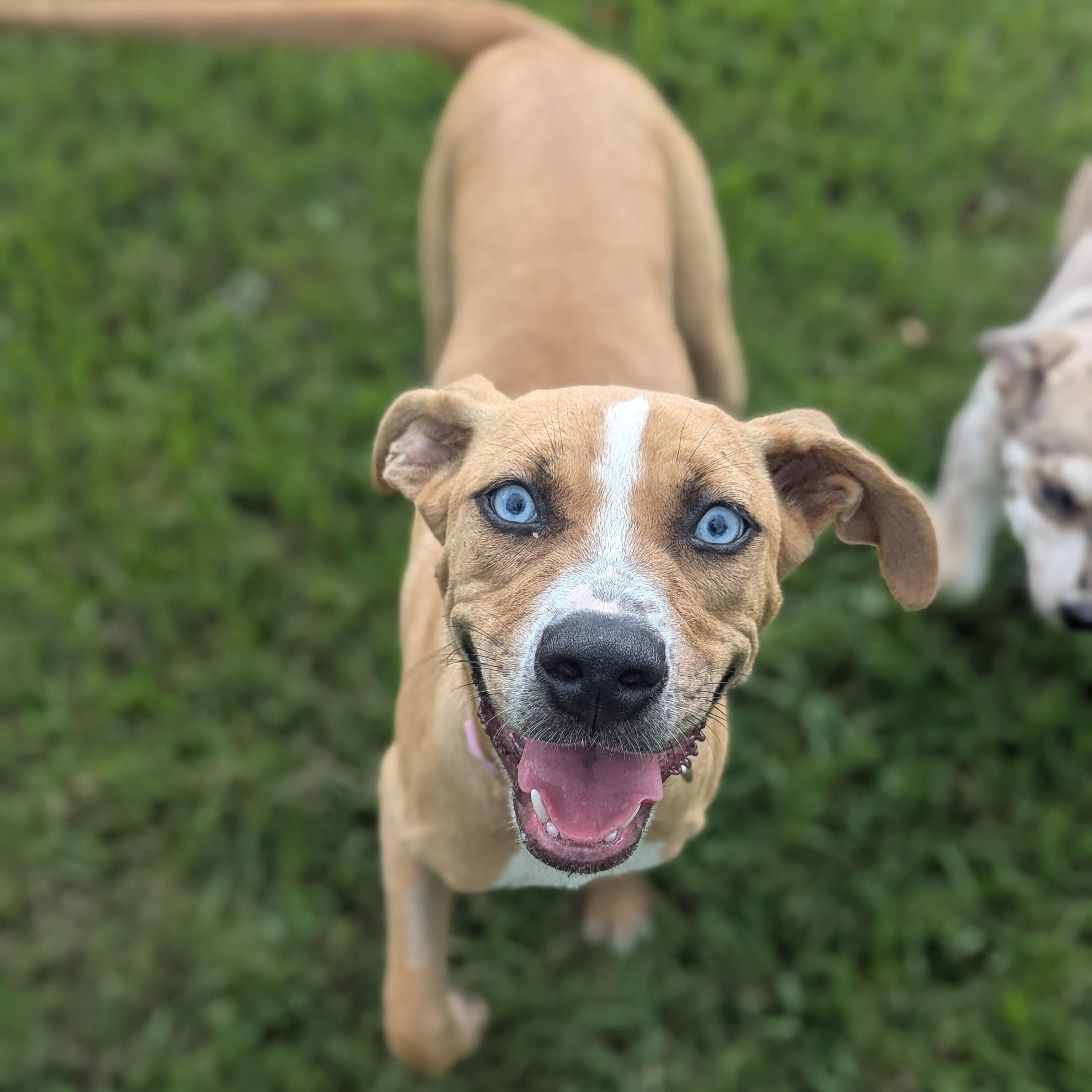 Dog for adoption - Lucy, a Catahoula Leopard Dog & Boxer Mix in ...