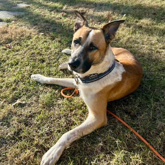 Dog for adoption - FREEMAN In N.J. & Ready for Meet and Greet, a German ...