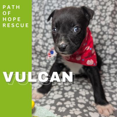 Dog for adoption - Vulcan, a Cattle Dog & Siberian Husky Mix in ...