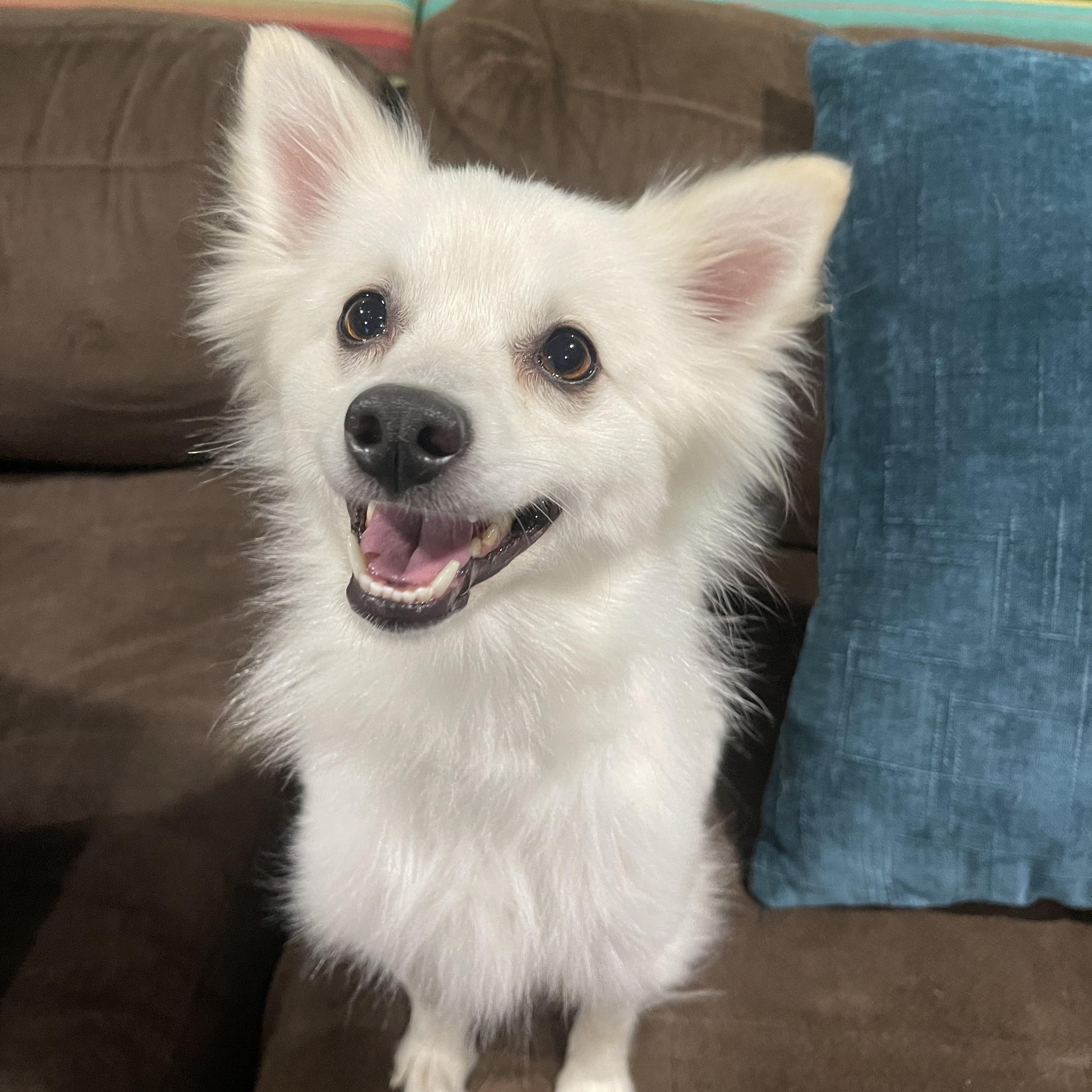 Dog for adoption - Elsa, an American Eskimo Dog in Bettendorf, IA ...