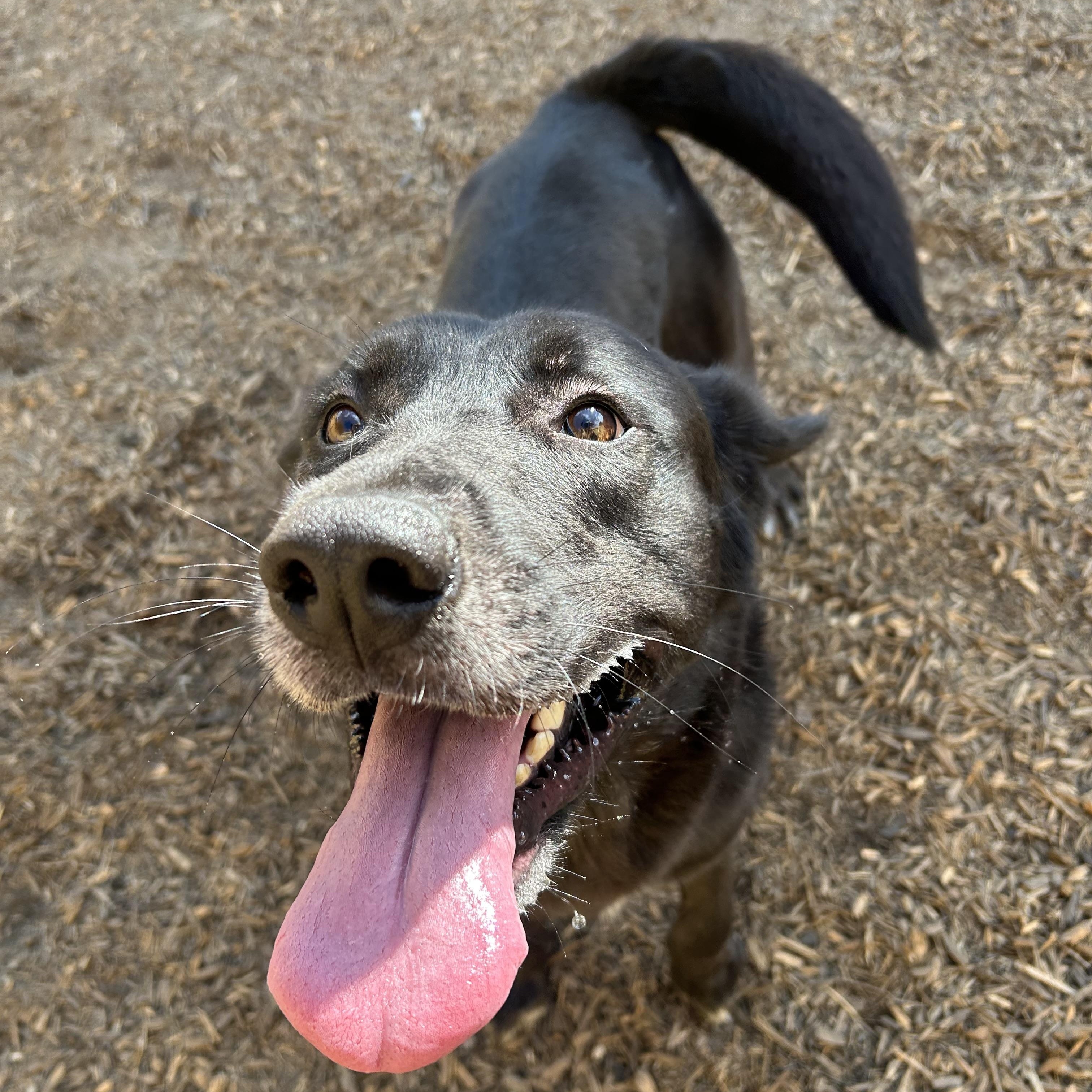 Dog for adoption - Colin, a Black Labrador Retriever Mix in Bethesda ...