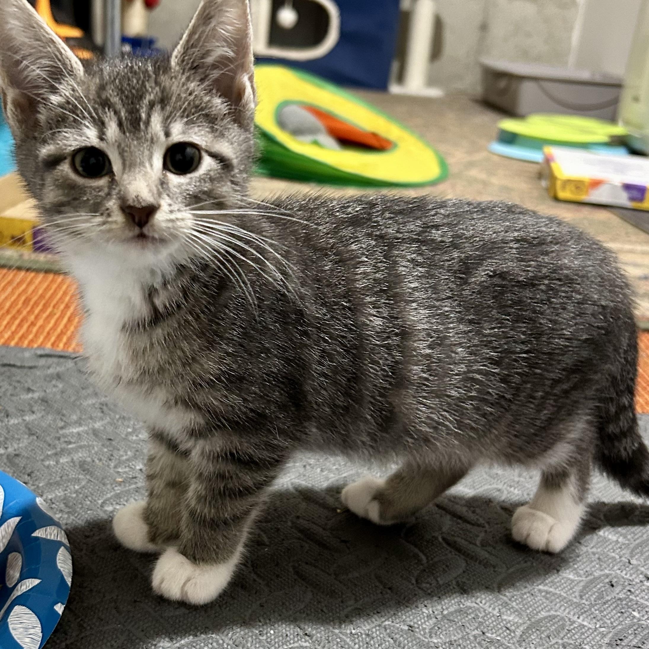 Available Cats for Adoption | Scruffy Paws Animal Rescue RI