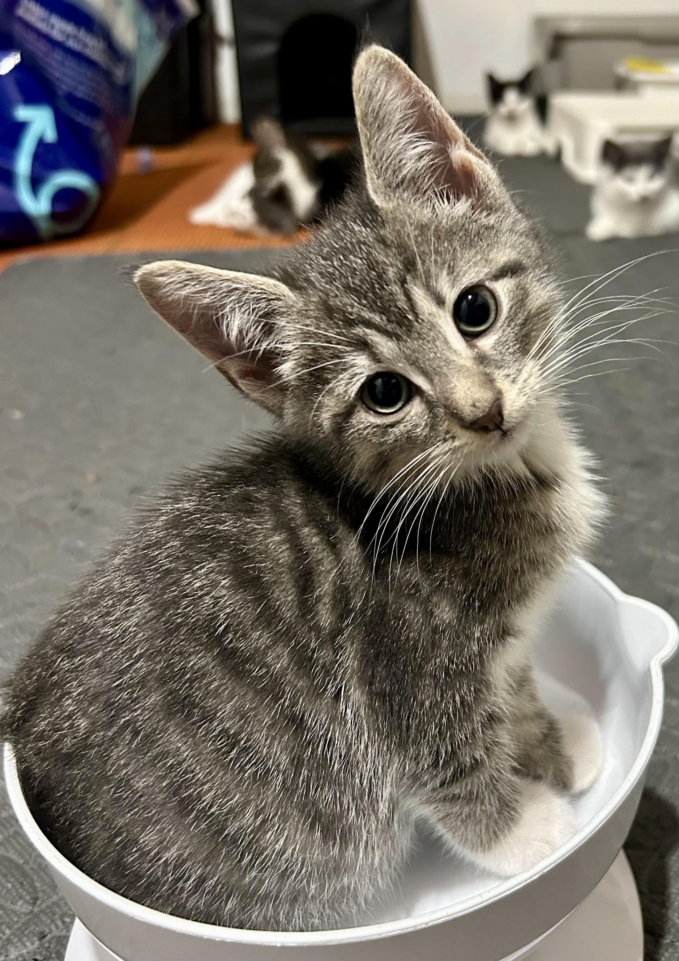 Available Cats for Adoption | Scruffy Paws Animal Rescue RI