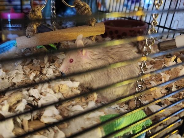 Mouse for adoption - Butterfinger, a Mouse in Bristol, CT | Petfinder