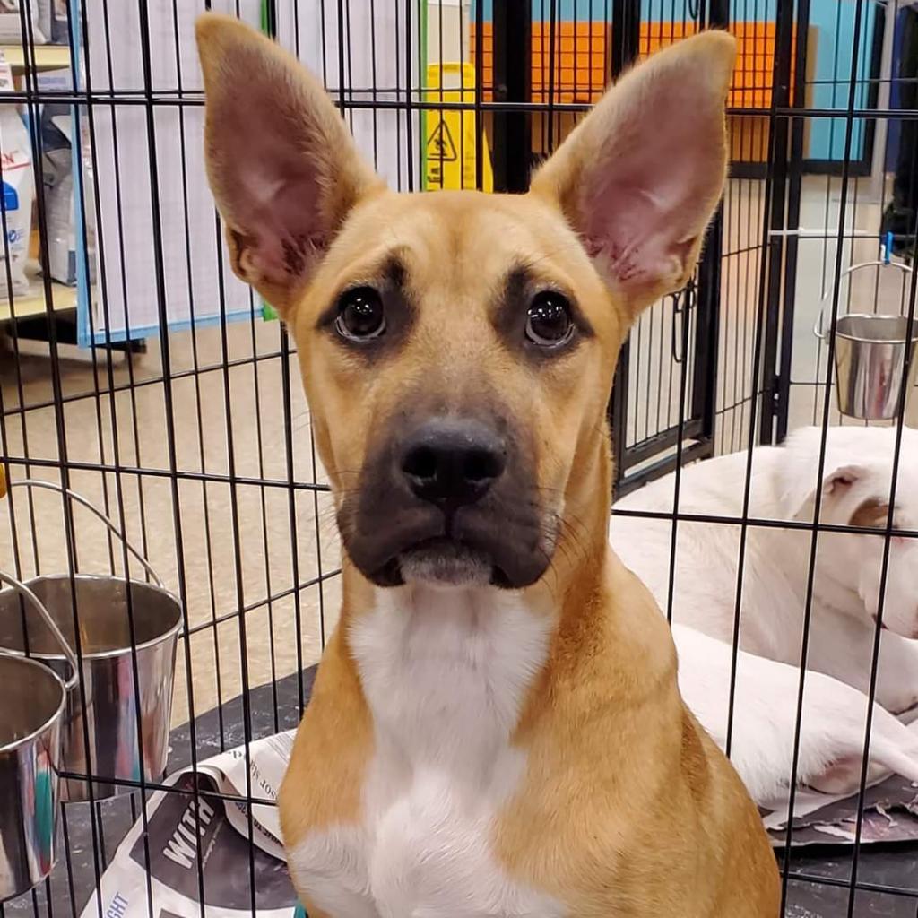 Dog for adoption - Teddy AG*, a Boxer & Shepherd Mix in Branson, MO ...