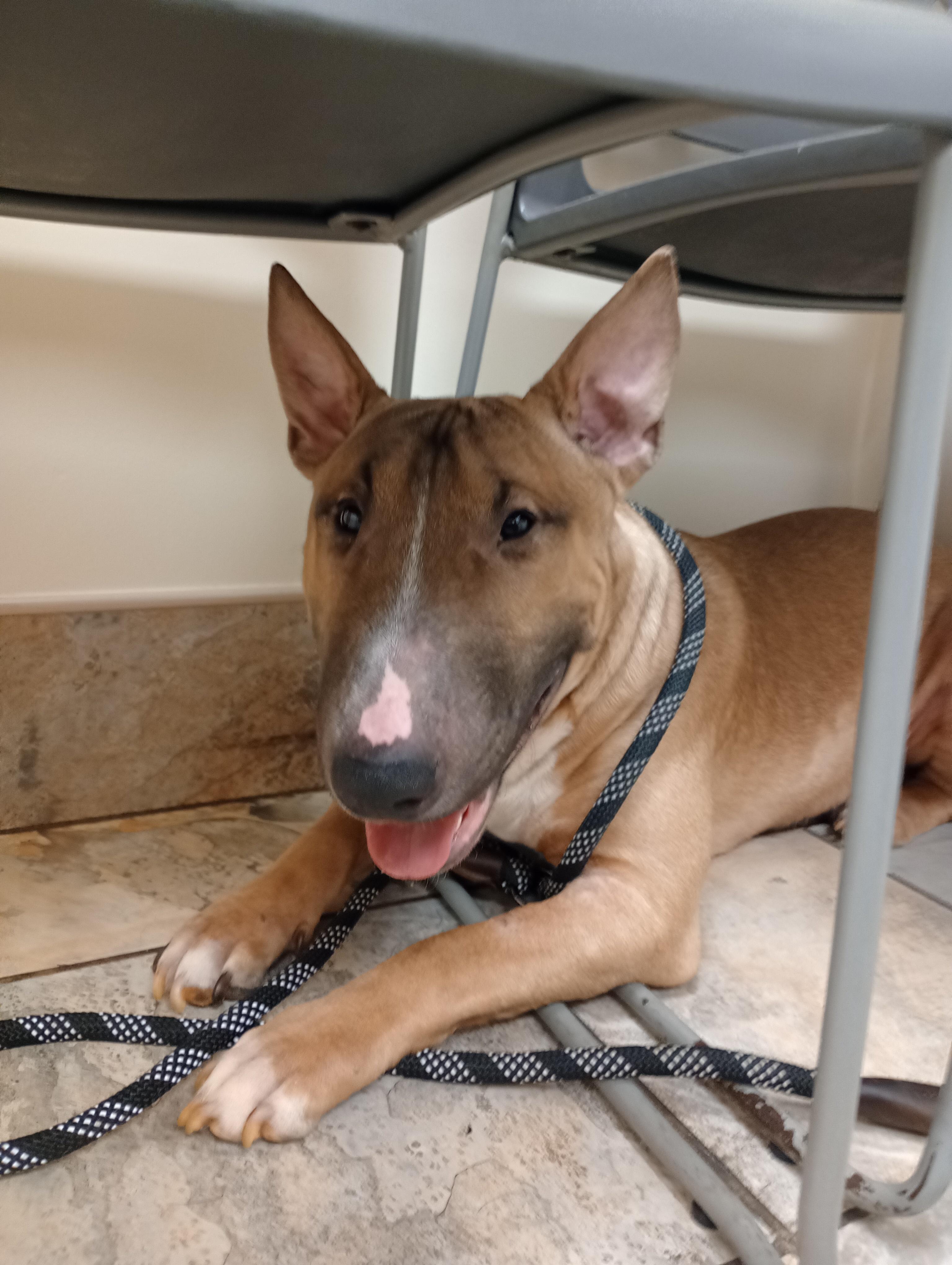 Portage County Animal Protective League in Ravenna, OH