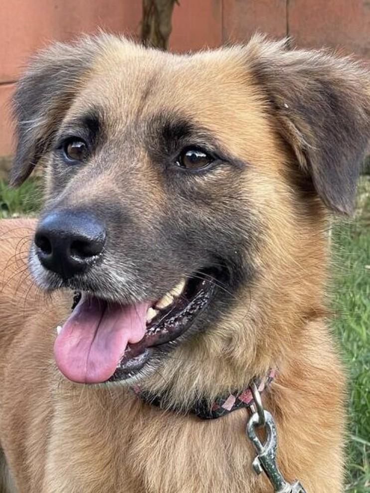 Dog for adoption - Felix (FOSTER OR FOSTER TO ADOPT), a Mixed Breed in ...