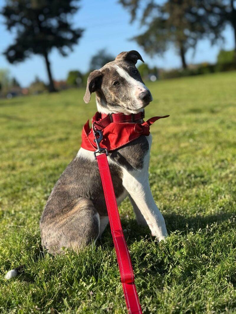 Dog for adoption - Winky Sweetheart, a Catahoula Leopard Dog & Bull Terrier Mix in Marysville ...