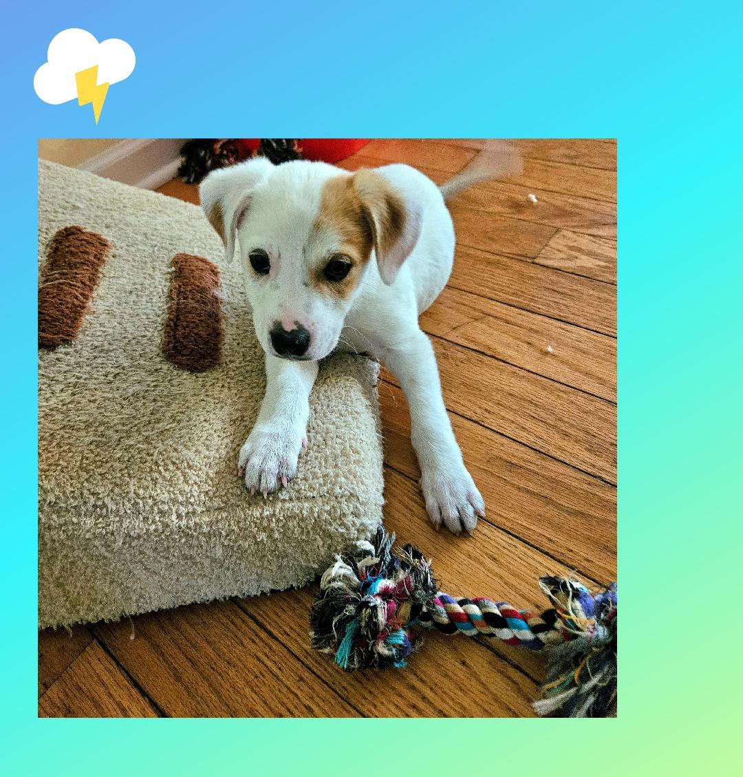 Dog for adoption - Lightning, a Mixed Breed in Lake Geneva, WI | Petfinder