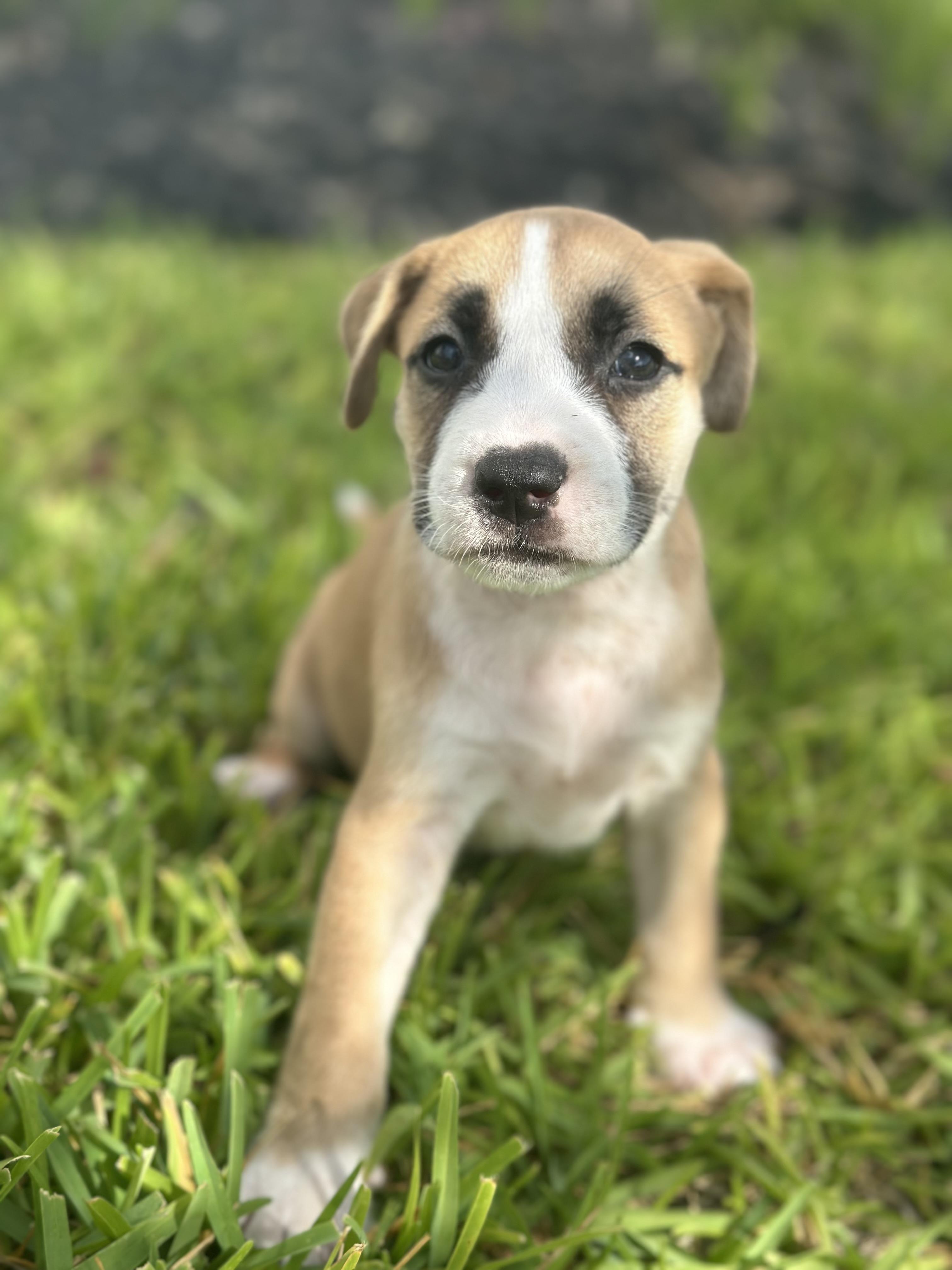 Dog for adoption - Violet, a Labrador Retriever Mix in Bensalem, PA | Petfinder