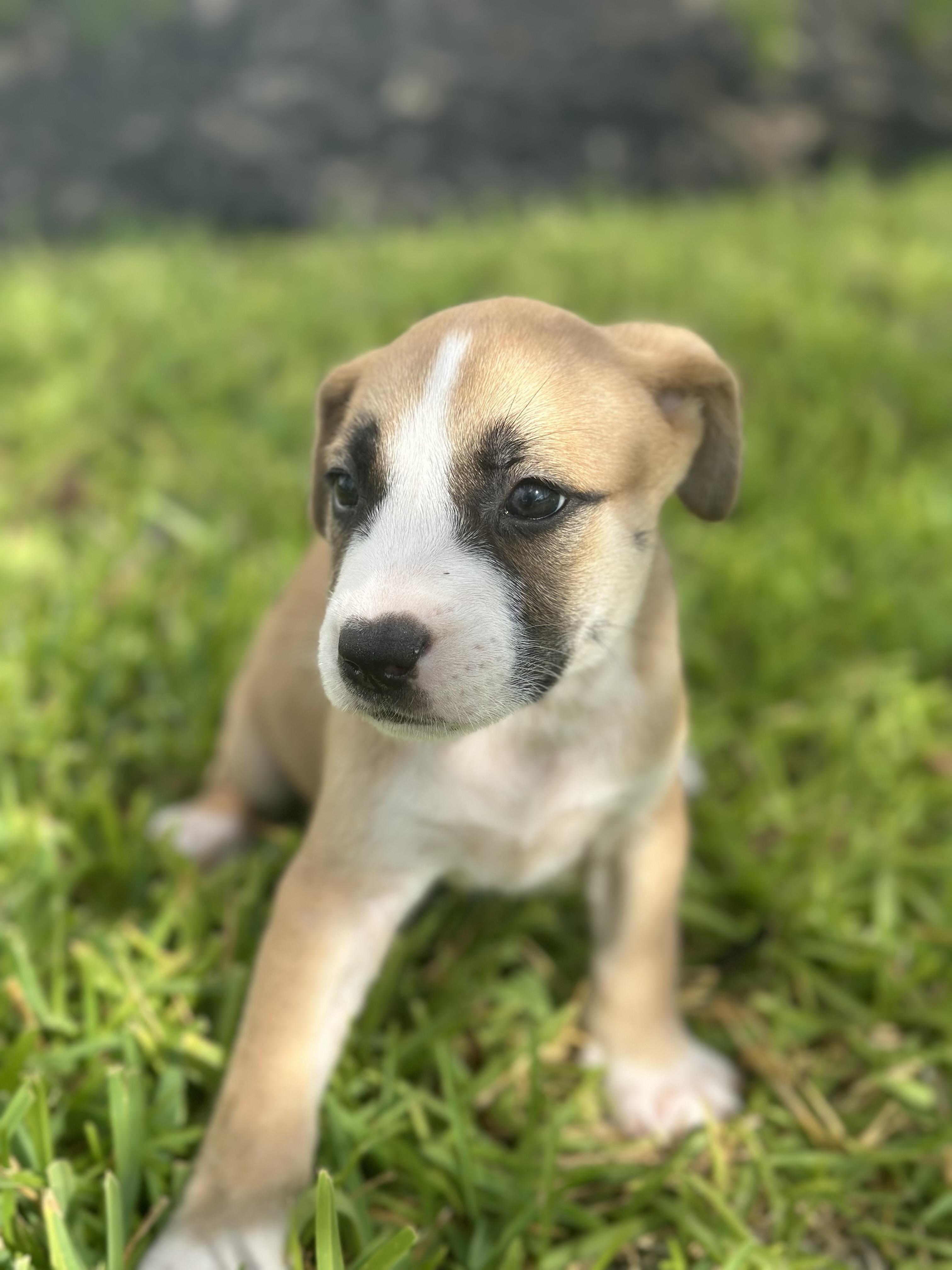 Dog for adoption - Violet, a Labrador Retriever Mix in Bensalem, PA | Petfinder