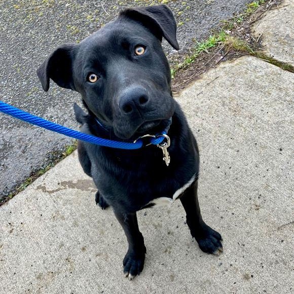 Dog for adoption - Preacher, a Black Labrador Retriever Mix in Phoenix ...