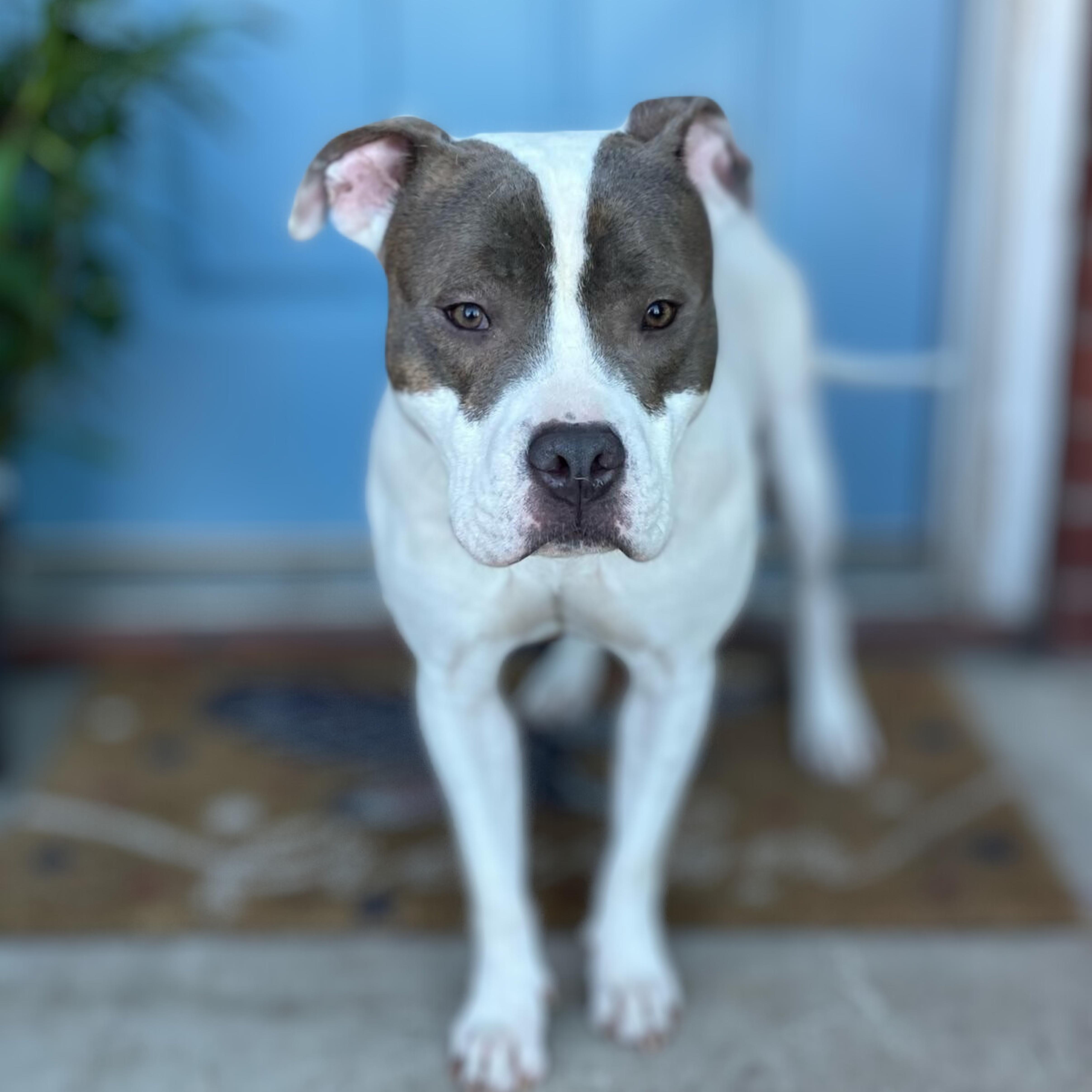Dog for adoption - Carla, an American Staffordshire Terrier Mix in ...
