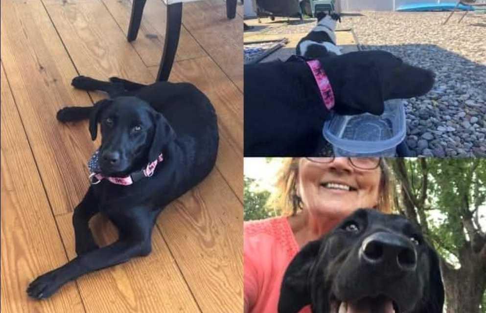 Dog for adoption - Death Row Dogs - Save A Life, a Labrador Retriever ...