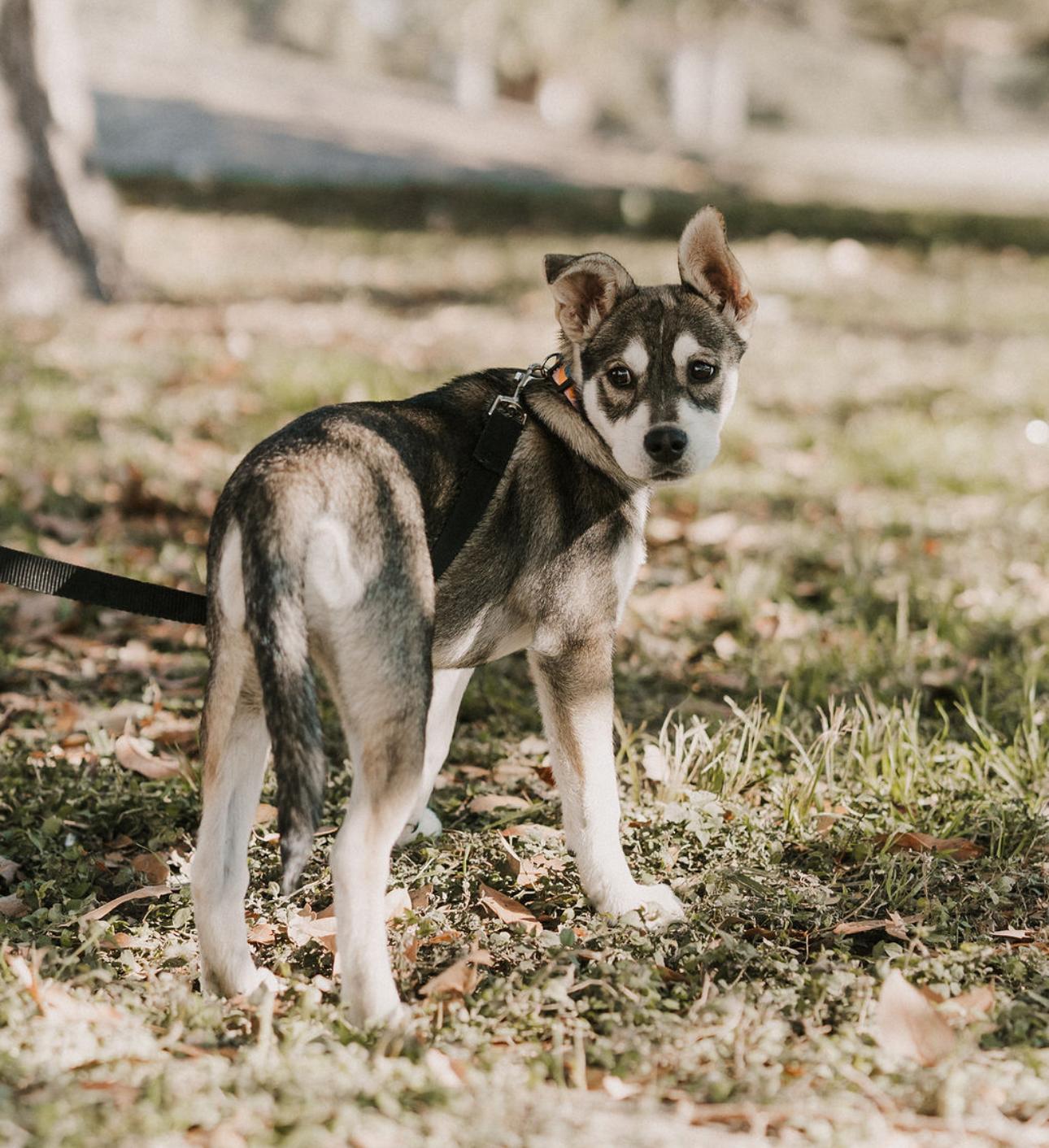 Dog for adoption - Thing 2, a Klee Kai & Siberian Husky Mix in Norwalk ...