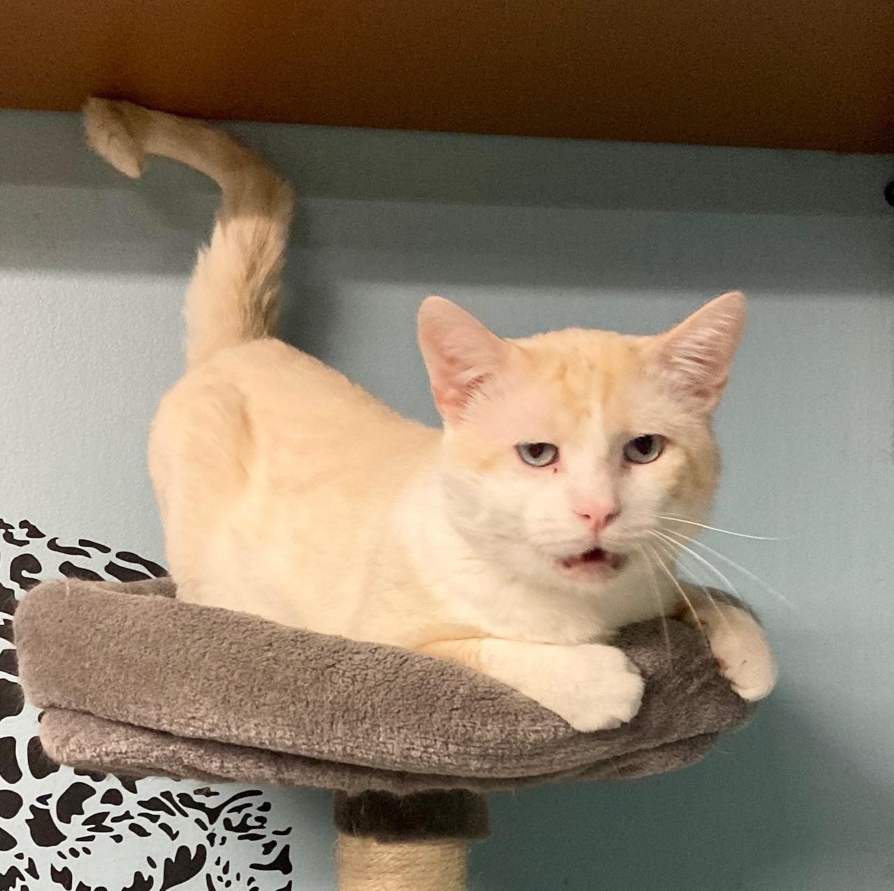 Macchiato - Adoptable Pet | Petfinder | Petfinder