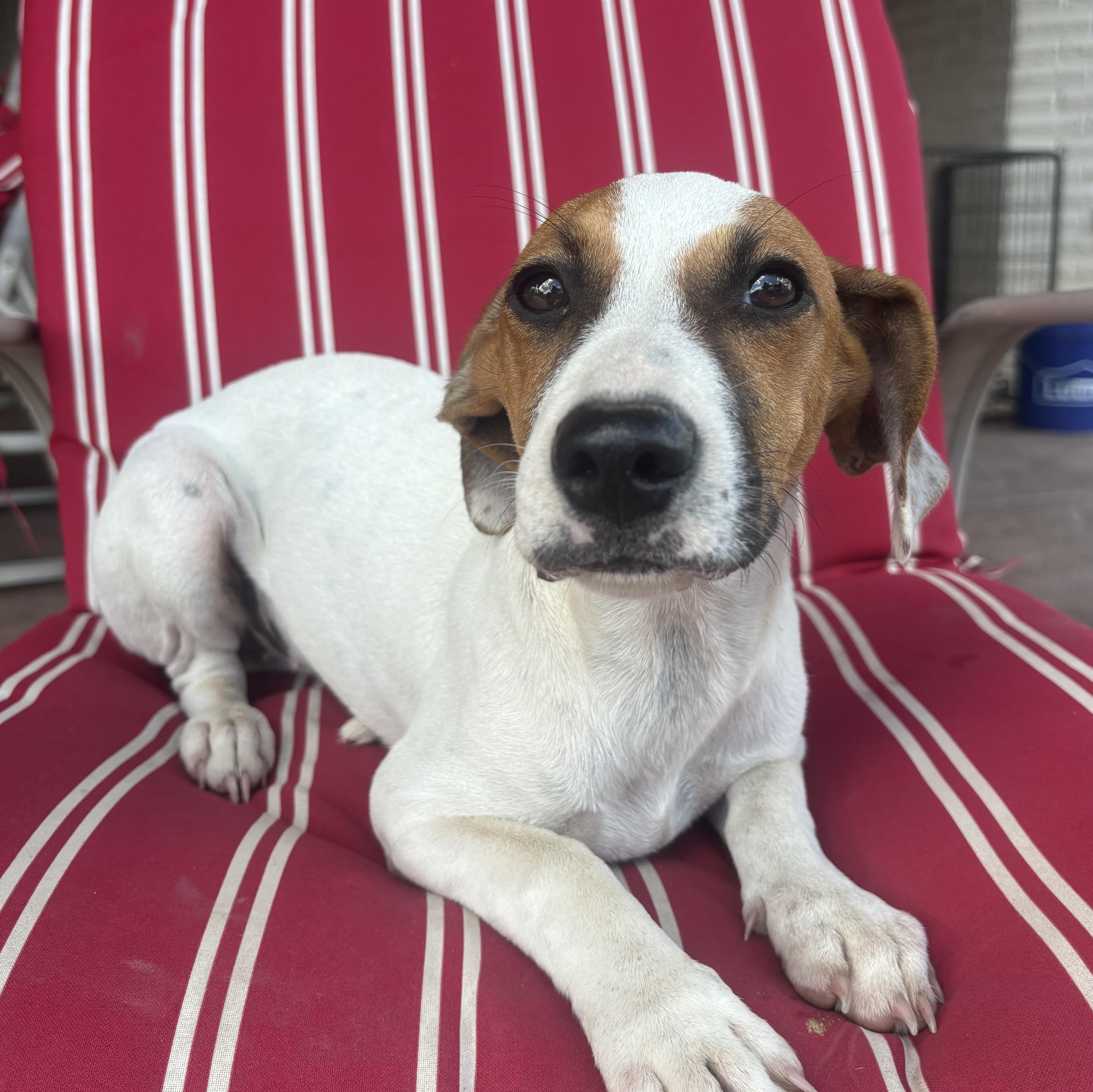 Dog for adoption - London, a Jack Russell Terrier Mix in Little Rock ...