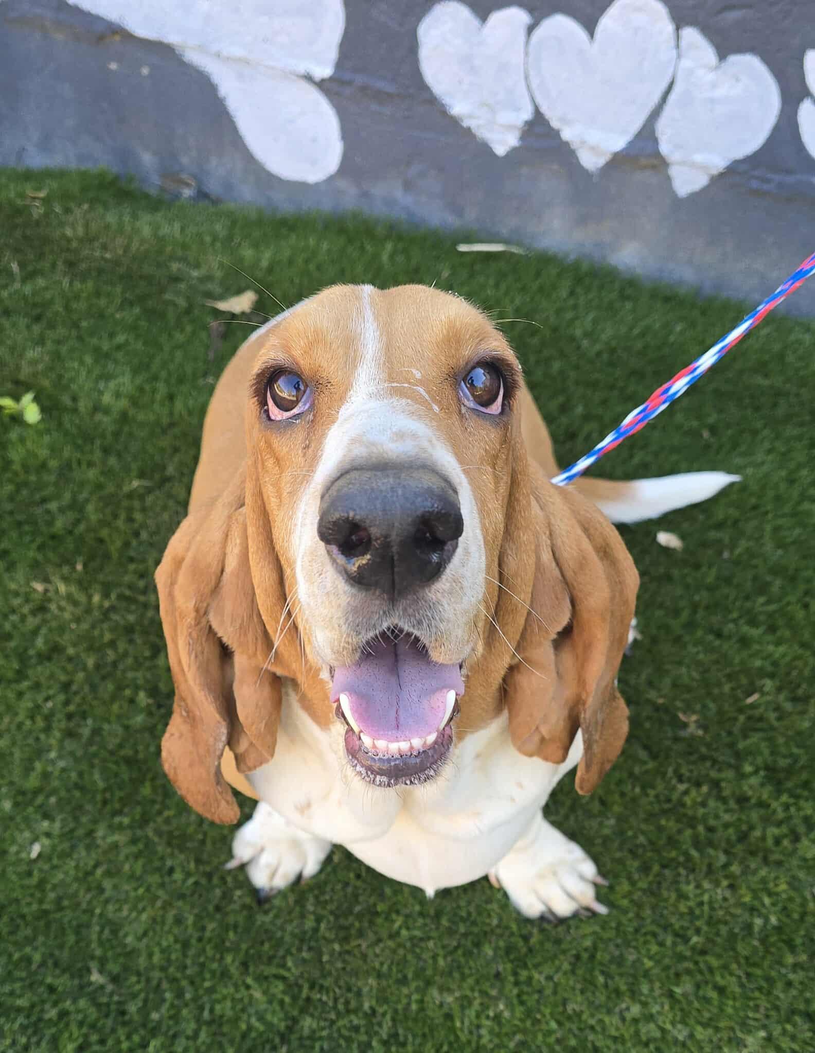 Dog for adoption - Capella, a Basset Hound in Newport, TN | Petfinder