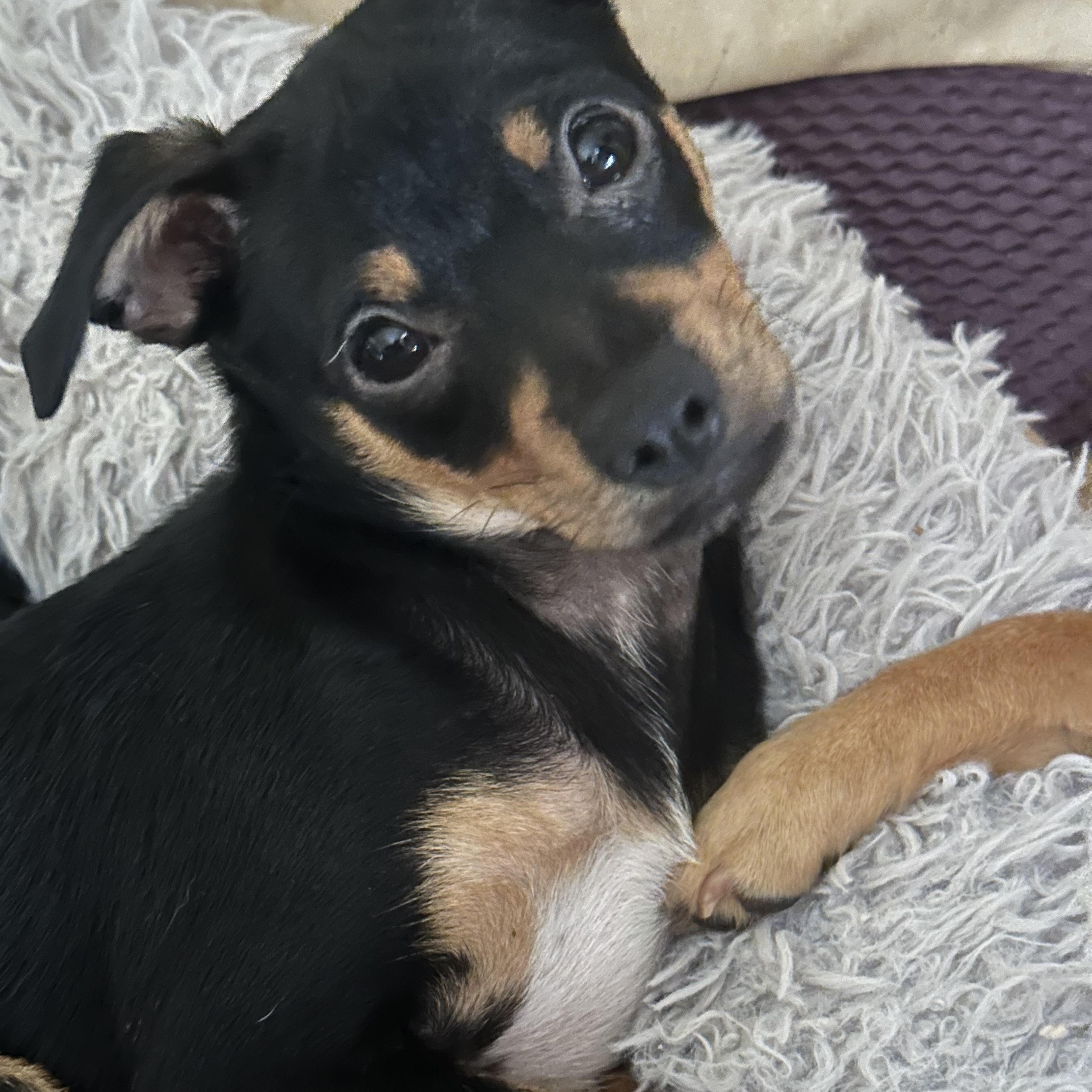 Dog for adoption - Pluto, a Chihuahua Mix in GROVE CITY , PA | Petfinder