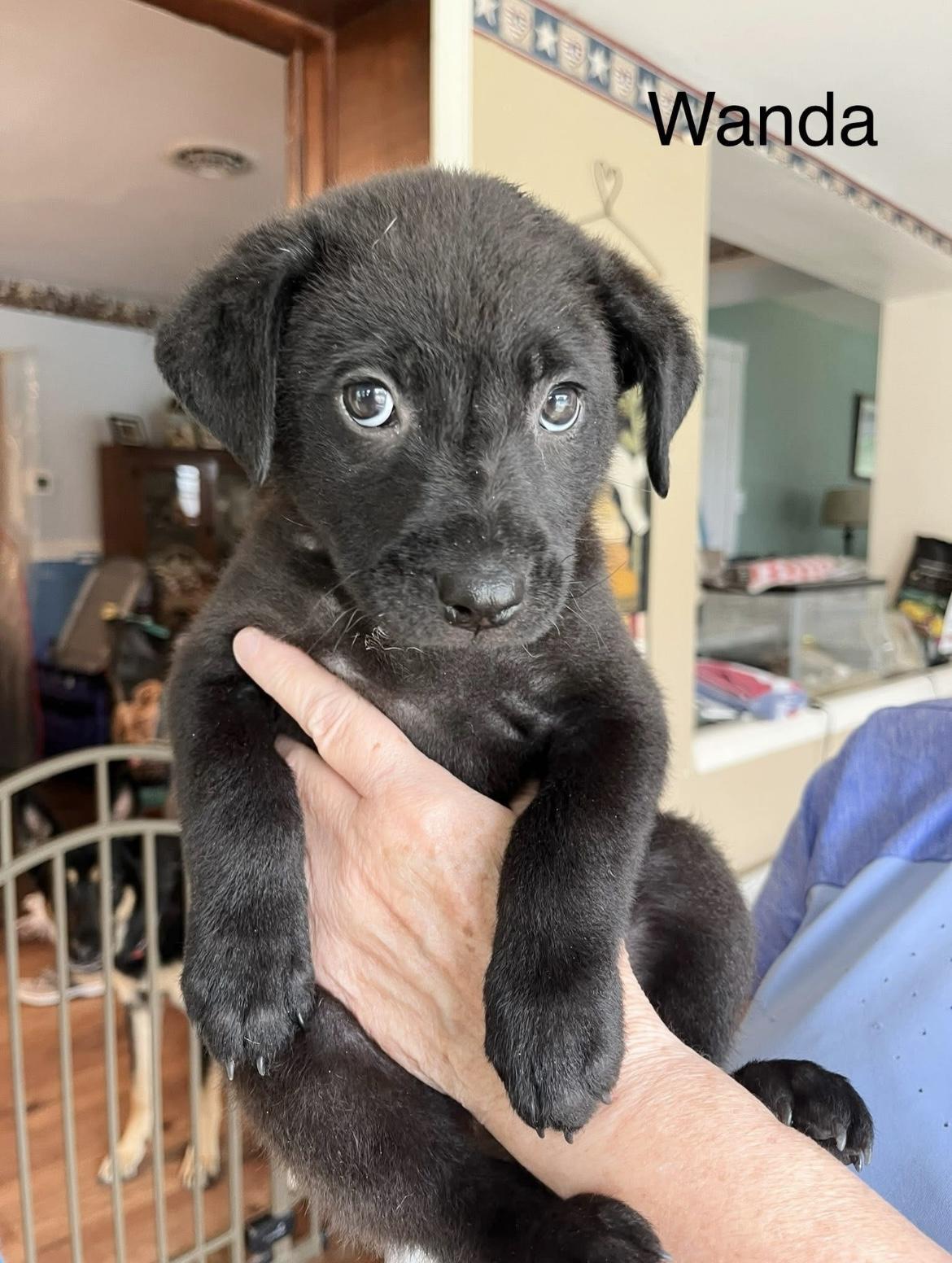 Dog for adoption - Wanda Sykes, a Labrador Retriever & Border Collie ...