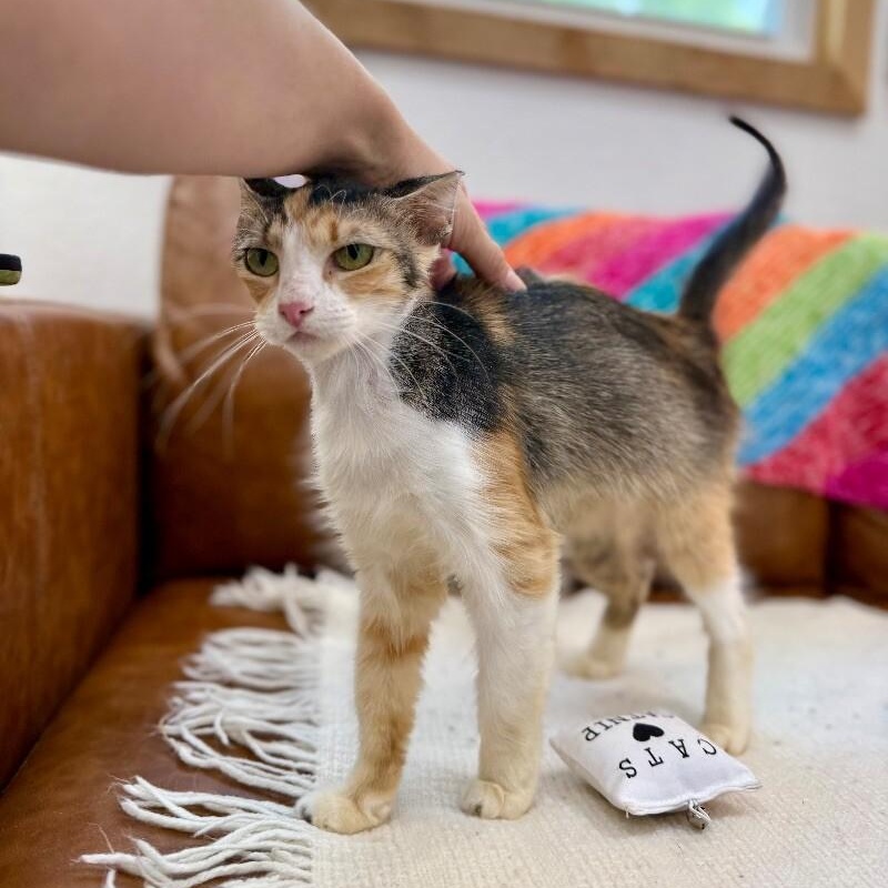Cat for adoption - Bri Lee Simpson, a Domestic Short Hair & Calico Mix ...
