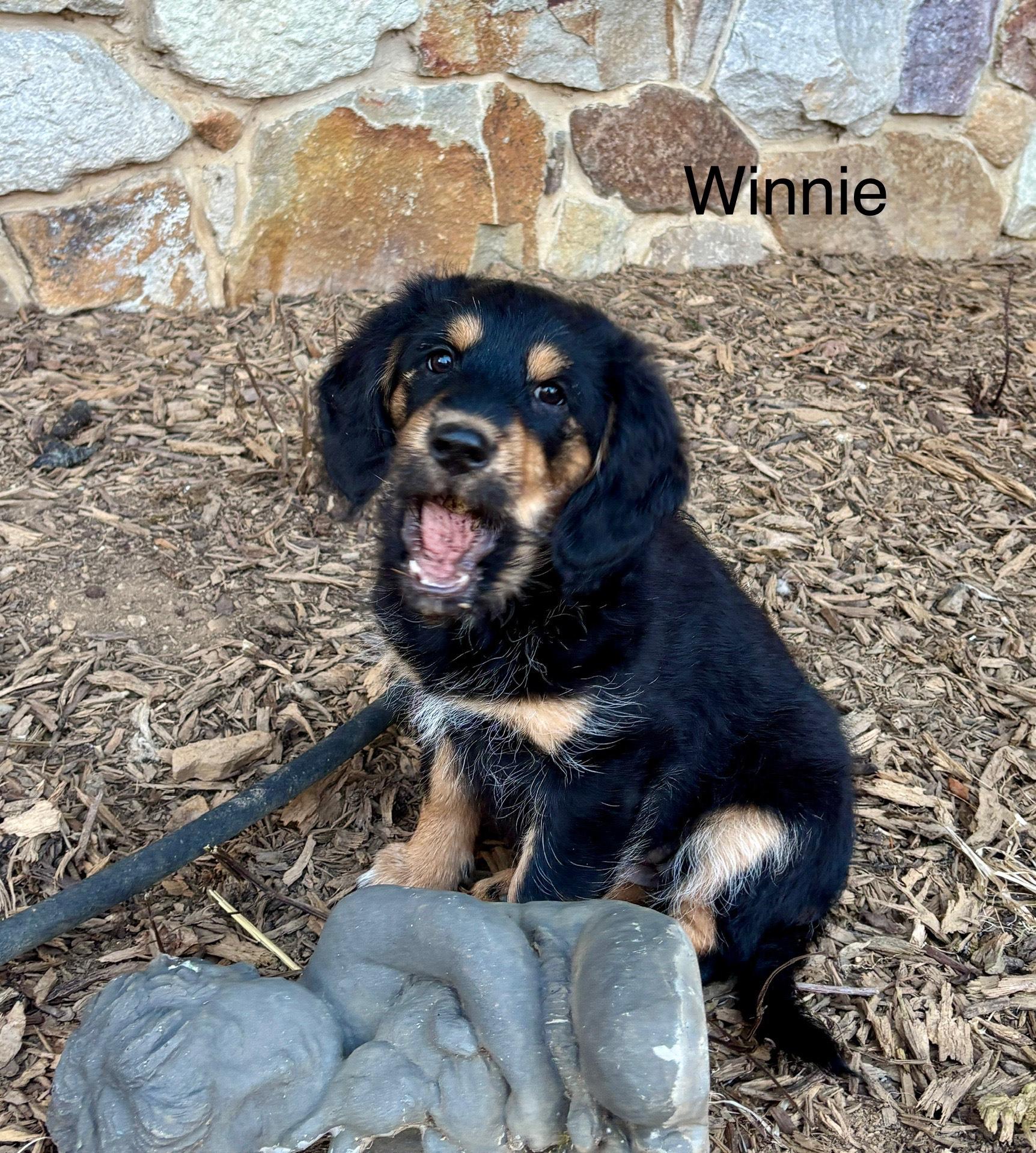 Winnie (Female) - Adoptable Pet | Petfinder | Petfinder