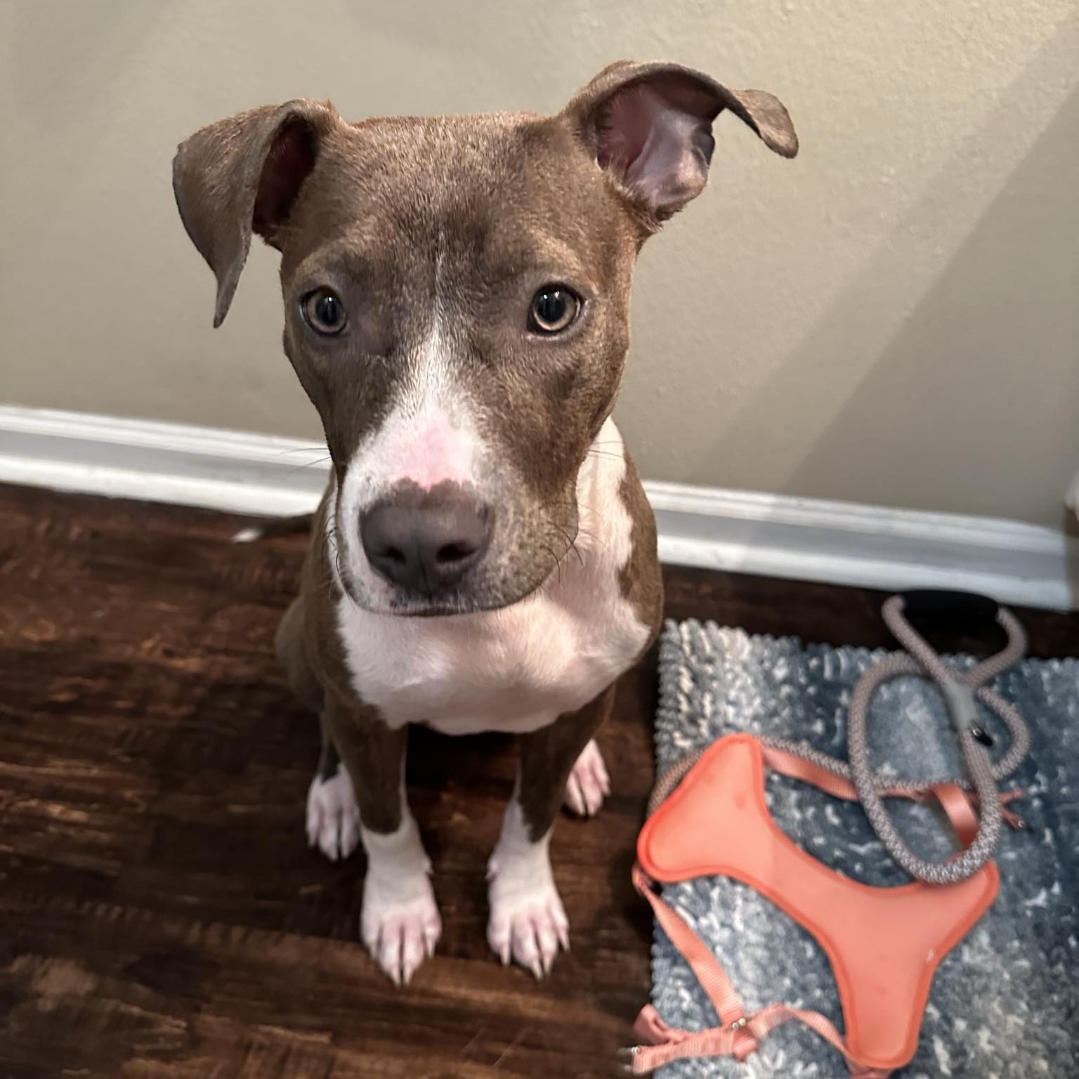 Dog for adoption - Phoebe (118121) (In a Foster Home), a Pit Bull ...