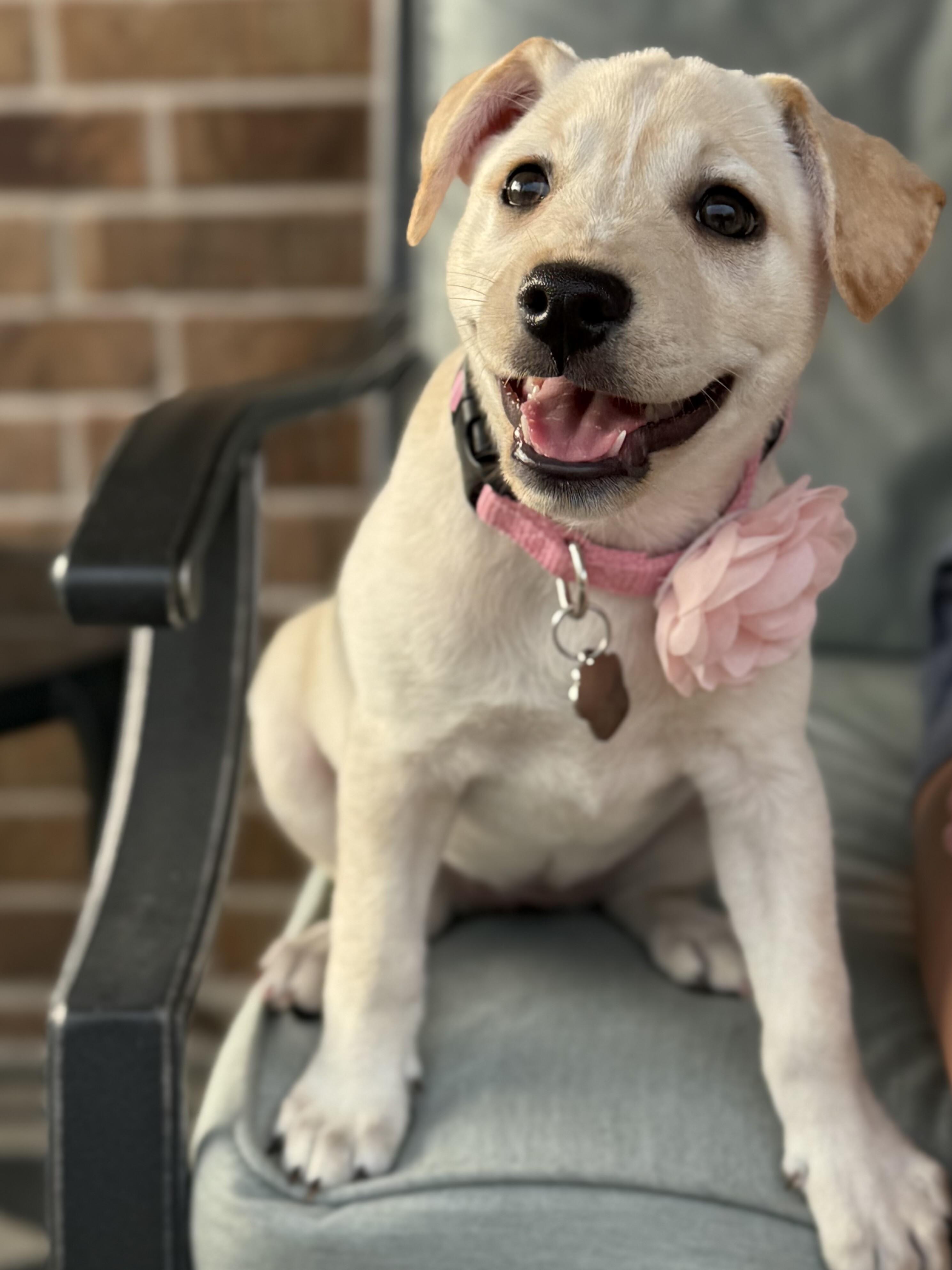 Dog for adoption - Sadie Rae Dixie, a Labrador Retriever & Chihuahua ...