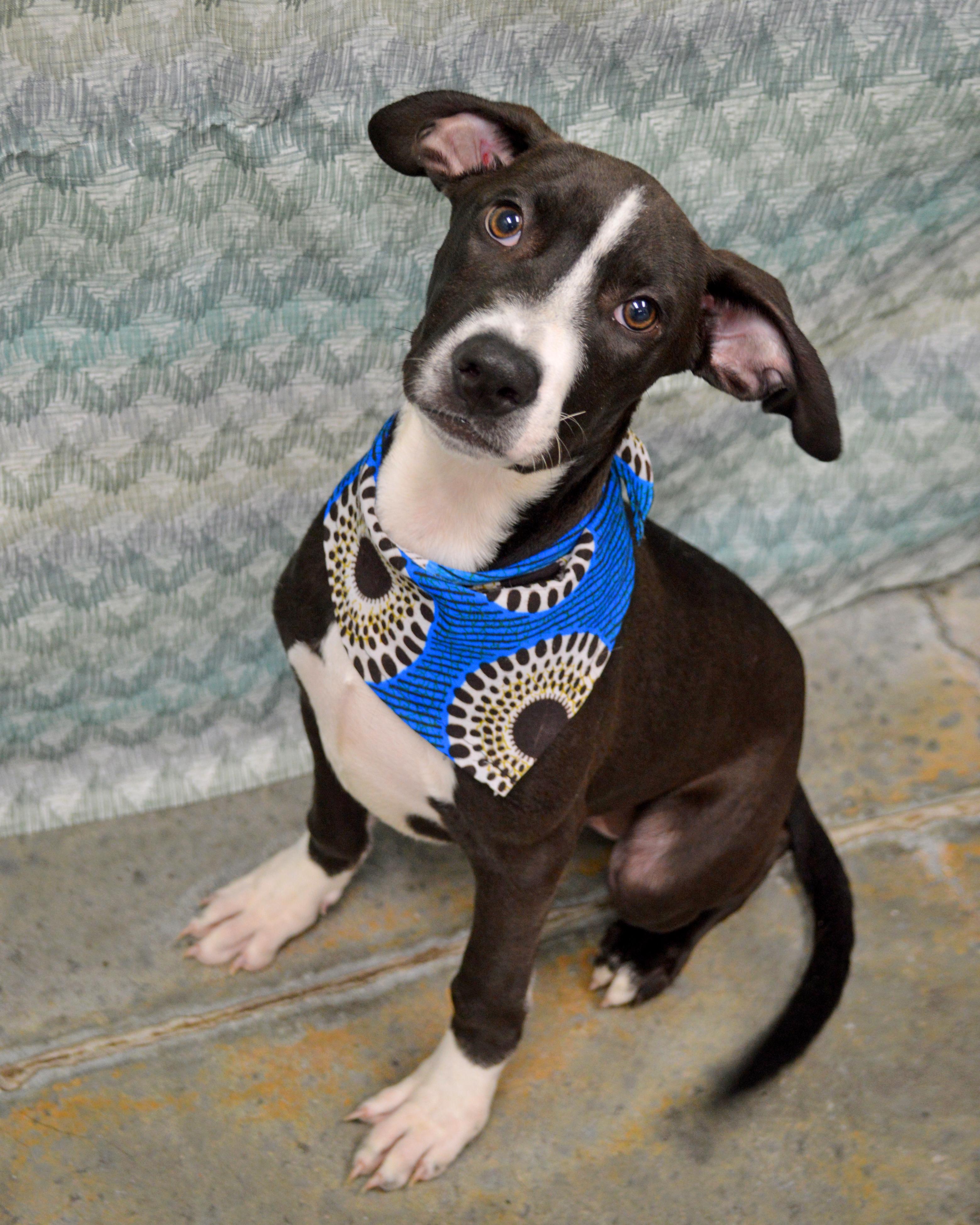 Dog for adoption - Ethan, an American Staffordshire Terrier Mix in Allentown, PA | Petfinder