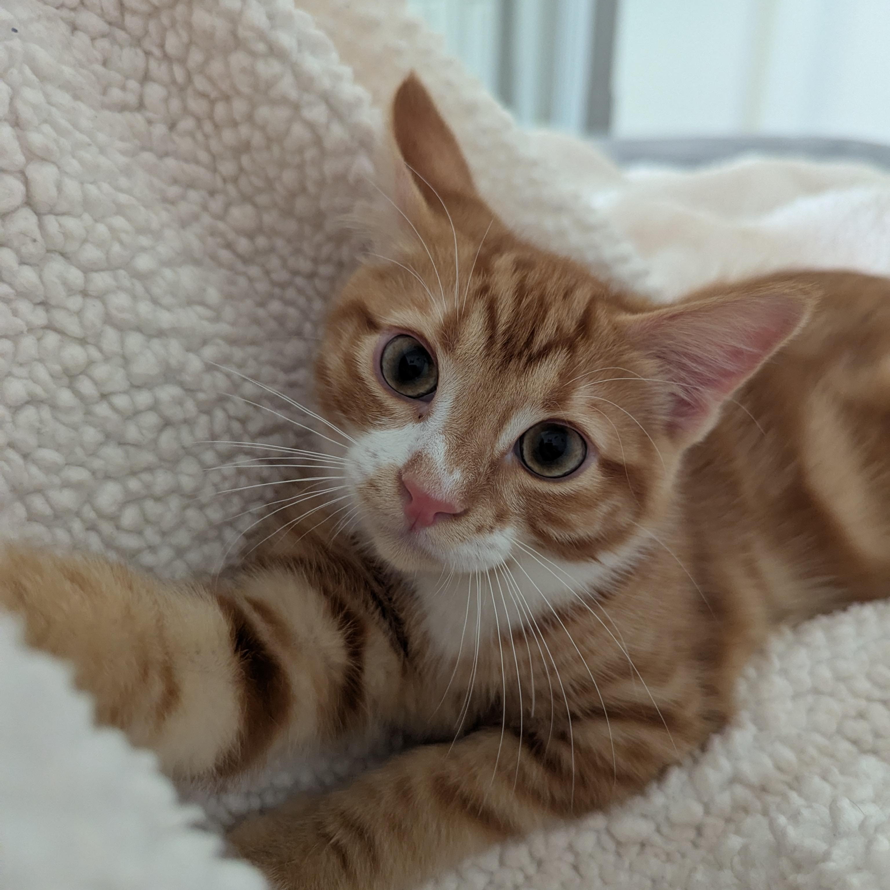 Cat for adoption - PAPRIKA - KITTEN, a Tabby in Prescott, AZ | Petfinder
