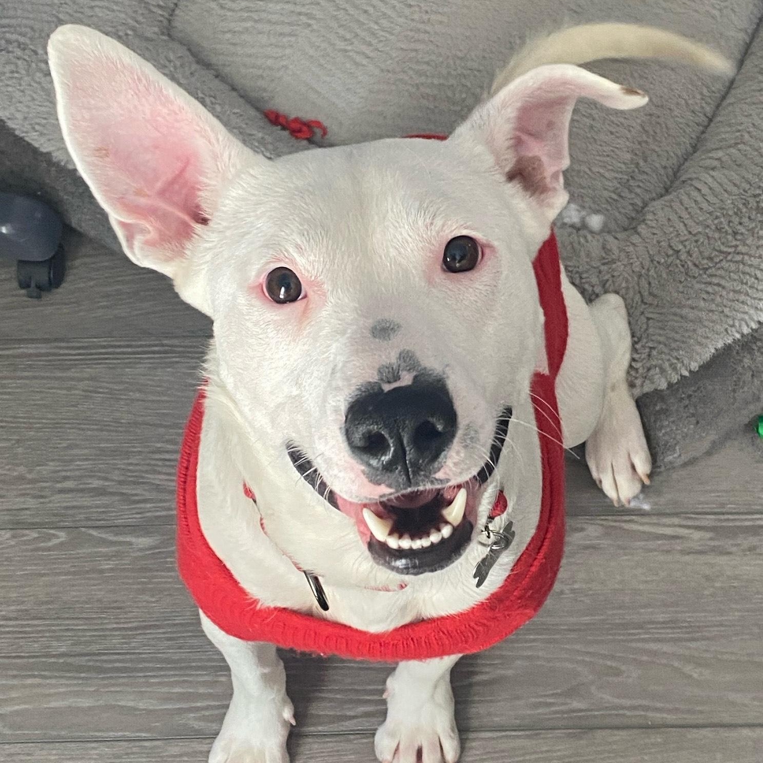 Dog for adoption - Waylon, a Mixed Breed in Lemont, IL | Petfinder