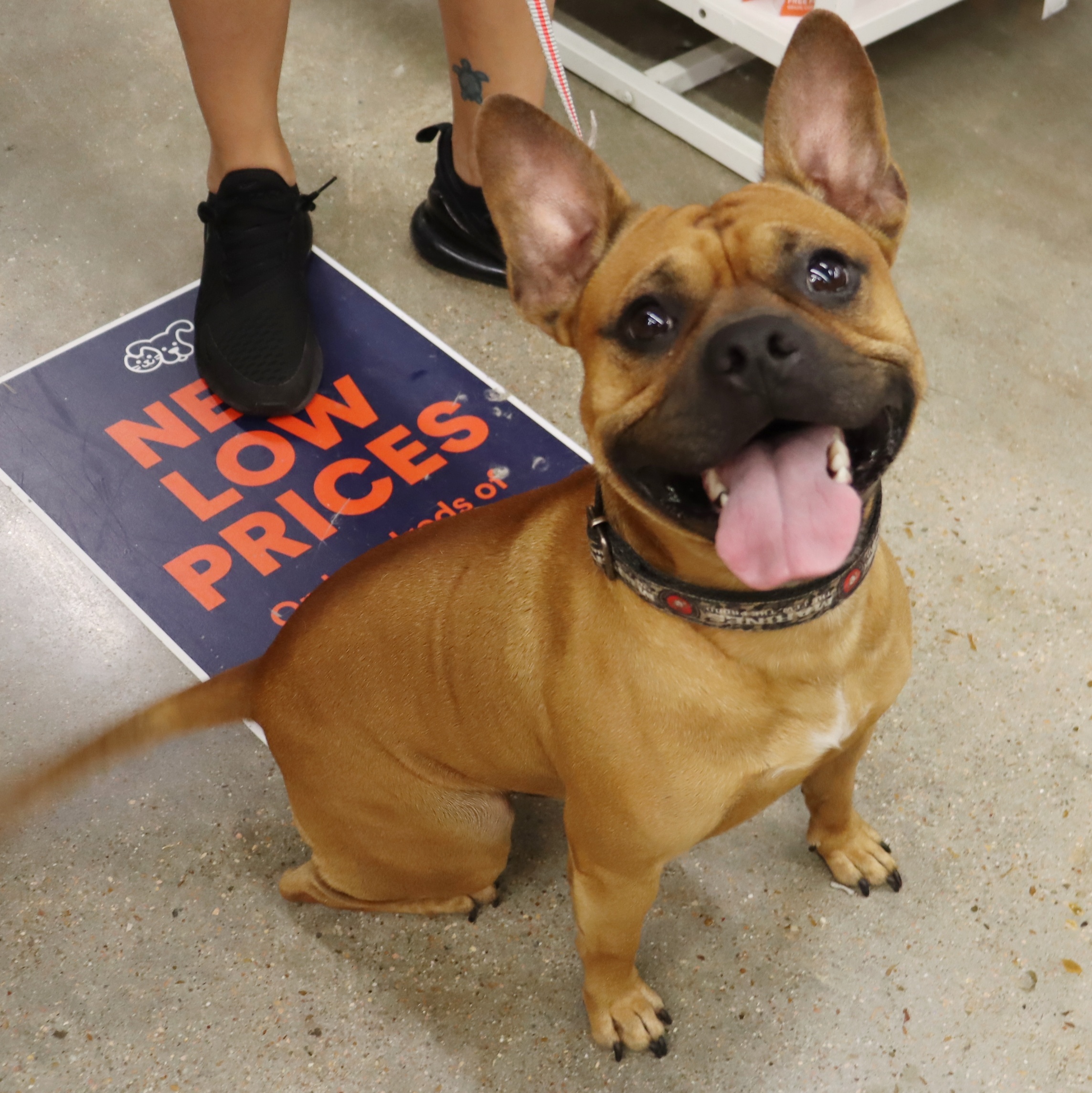 Dog for adoption - Scooby Doo - playful Frenchie/terrier mix, a French ...