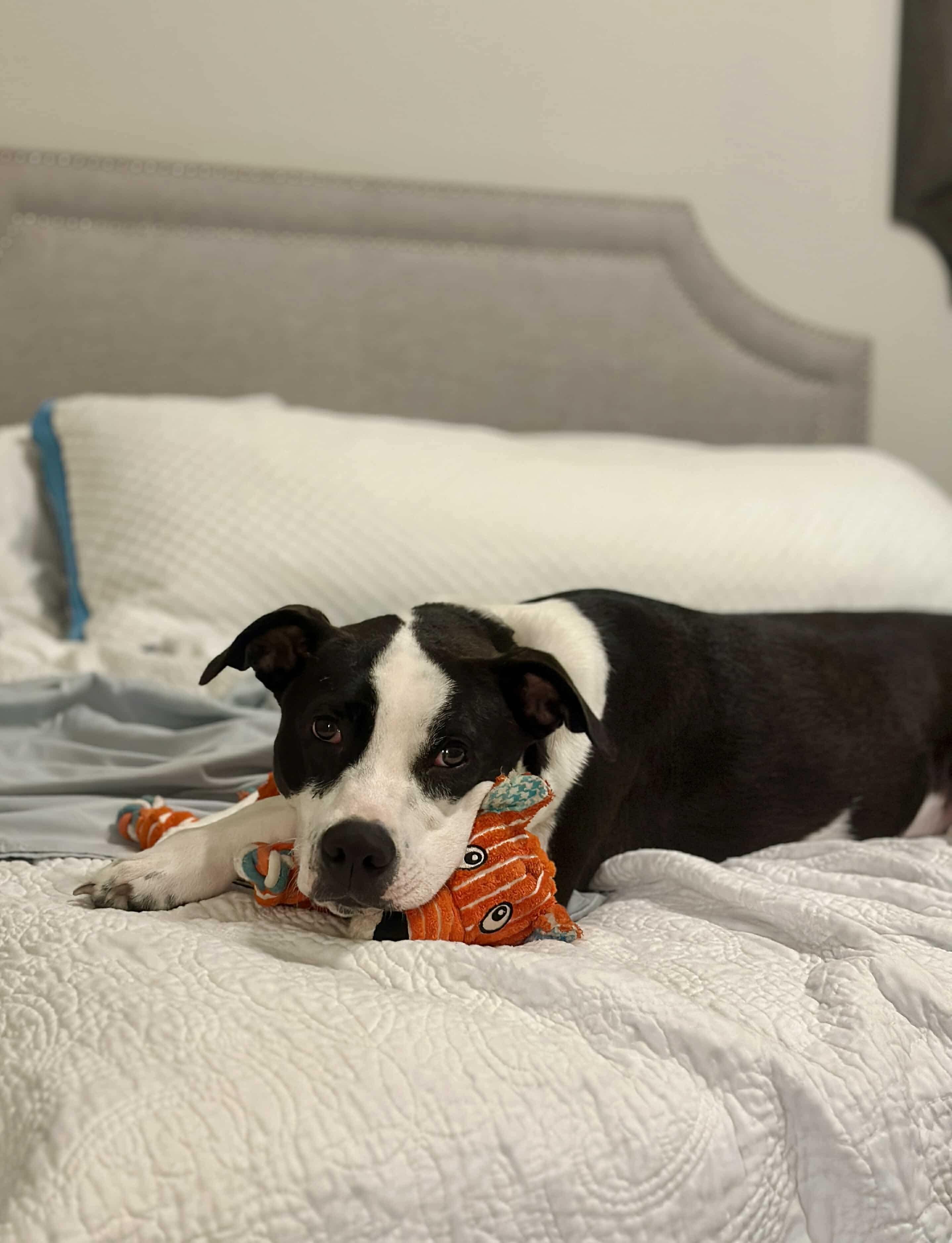 Dog for adoption - Kaiser, a Boxer & Border Collie Mix in Harrisburg ...