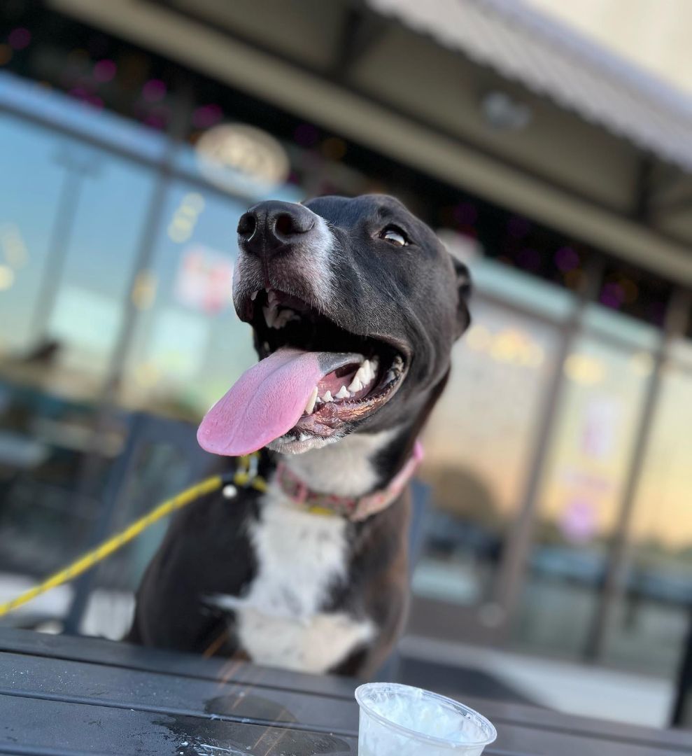 Dog for adoption - "BeBe" - Miss Baguette is ready to Mingle!, a ...