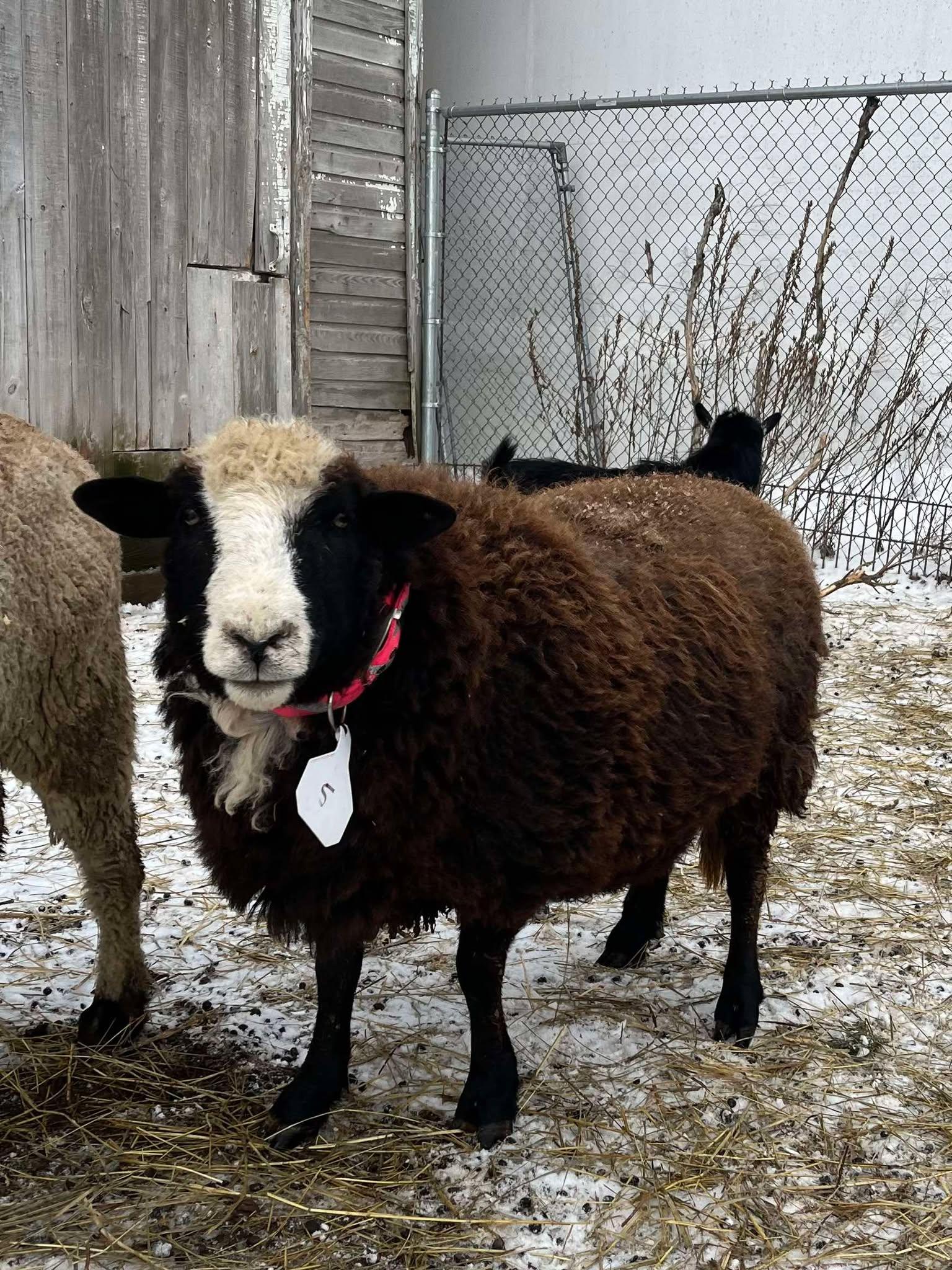 Sheep for adoption - Lois, a Sheep in Upper Sandusky, OH | Petfinder