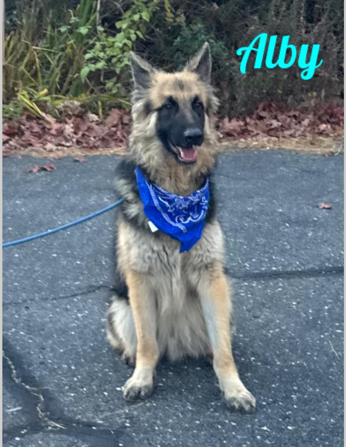 Dog for adoption - Alby, a German Shepherd Dog in Old Westbury, NY ...
