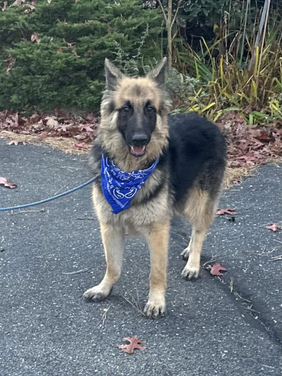 Dog for adoption - Alby, a German Shepherd Dog in Old Westbury, NY ...