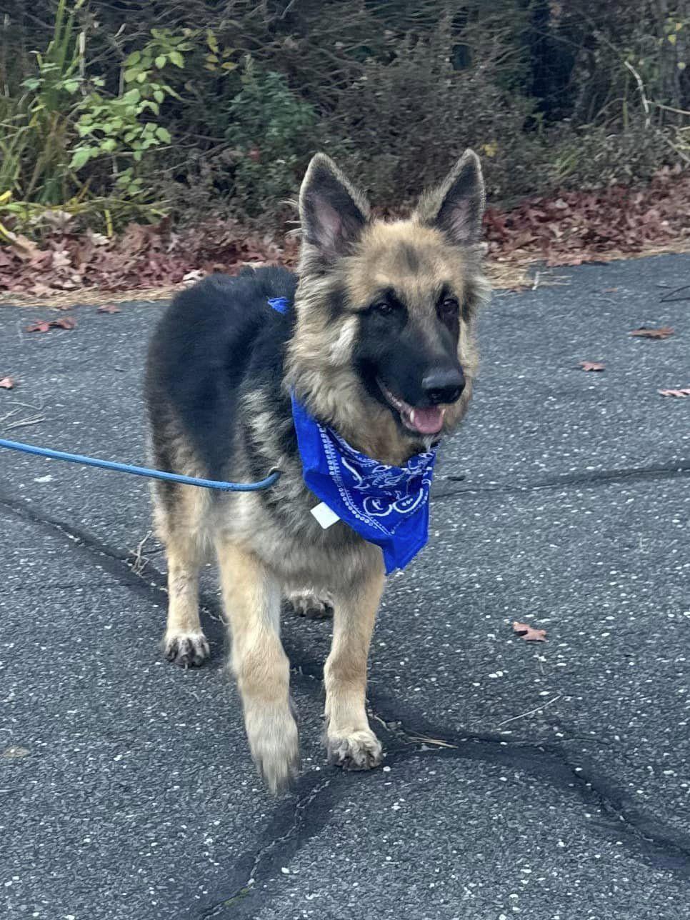 Dog for adoption - Alby, a German Shepherd Dog in Old Westbury, NY ...