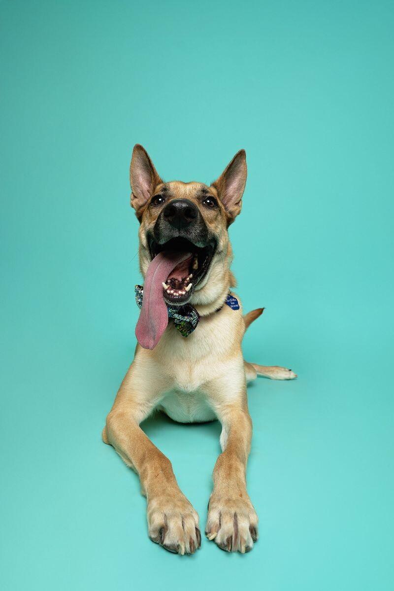 Dog for adoption - Calhoun English, a German Shepherd Dog Mix in ...