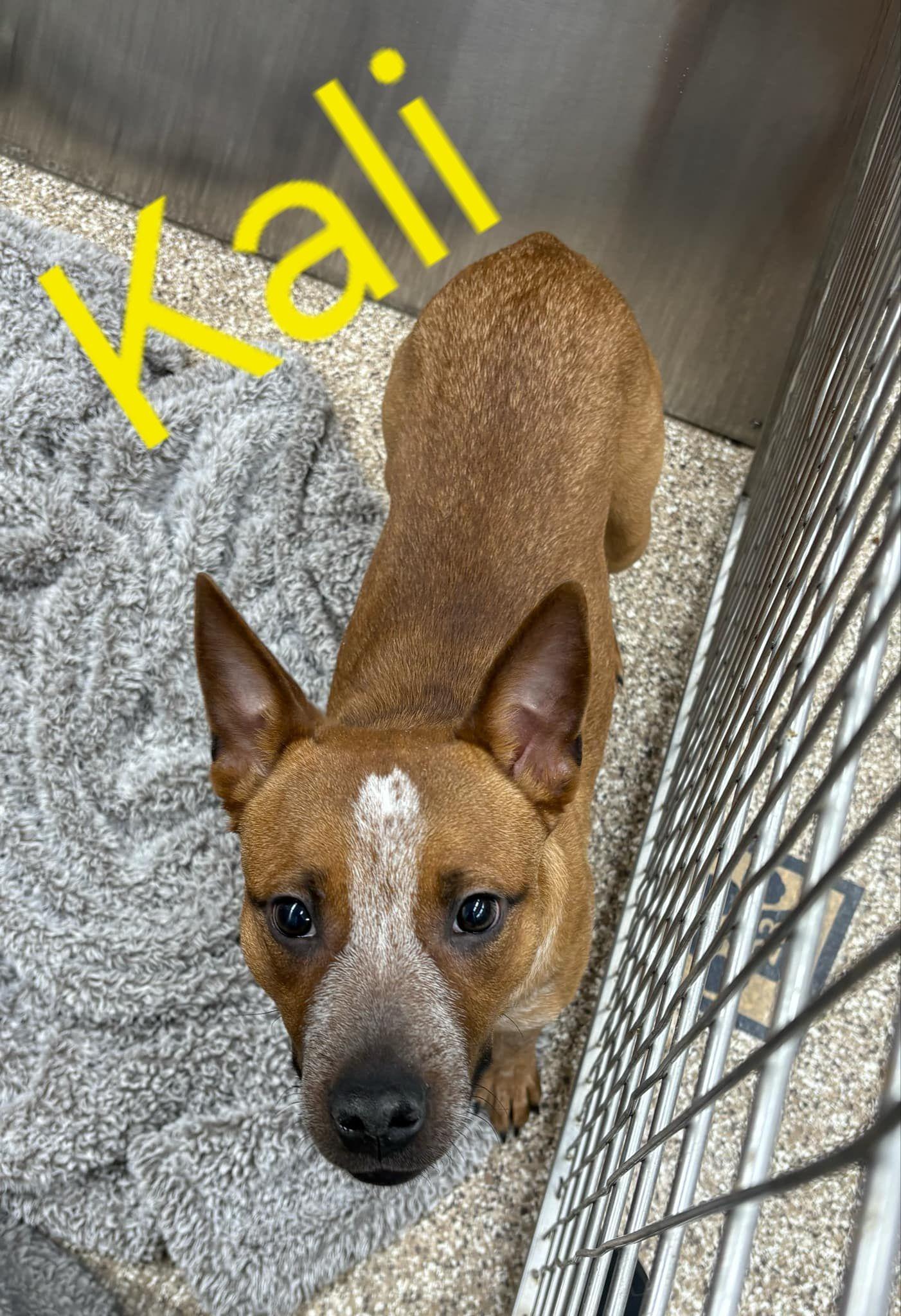 Dog for adoption - Kali, an Australian Cattle Dog / Blue Heeler & Boxer ...