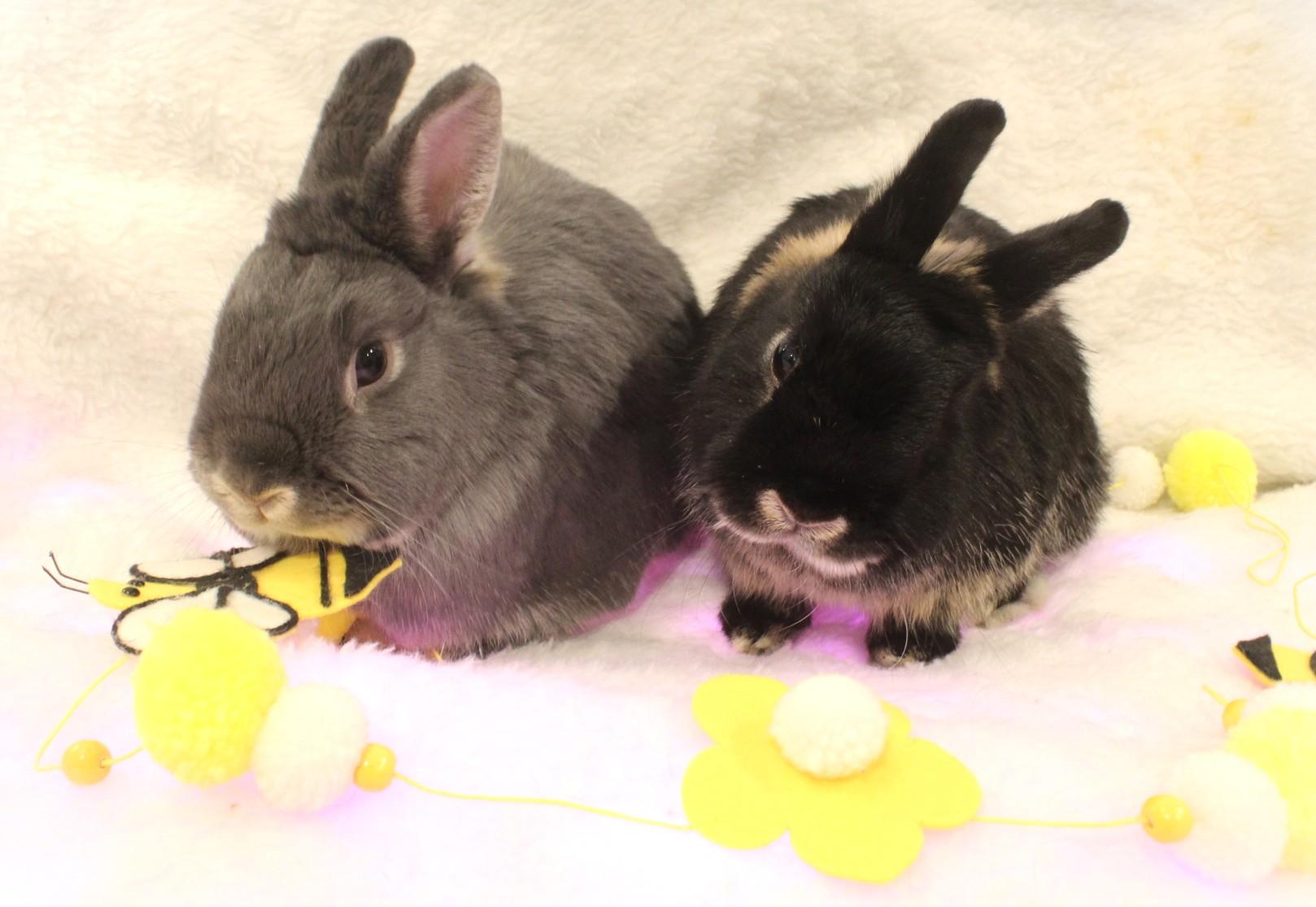 Rabbit for adoption - TJ & PJ, a Dwarf in Hillside, NJ | Petfinder